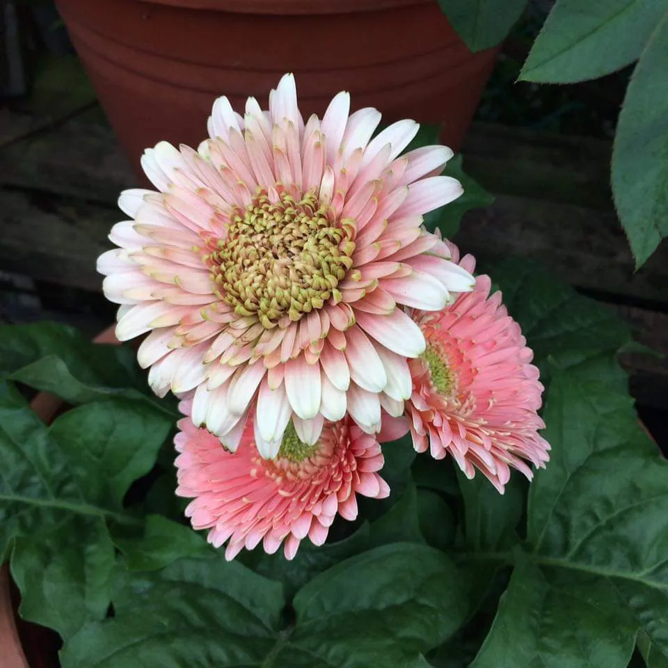 Tips tanam daisy agar sentiasa berbunga | Galeri disiarkan oleh kakpen ...