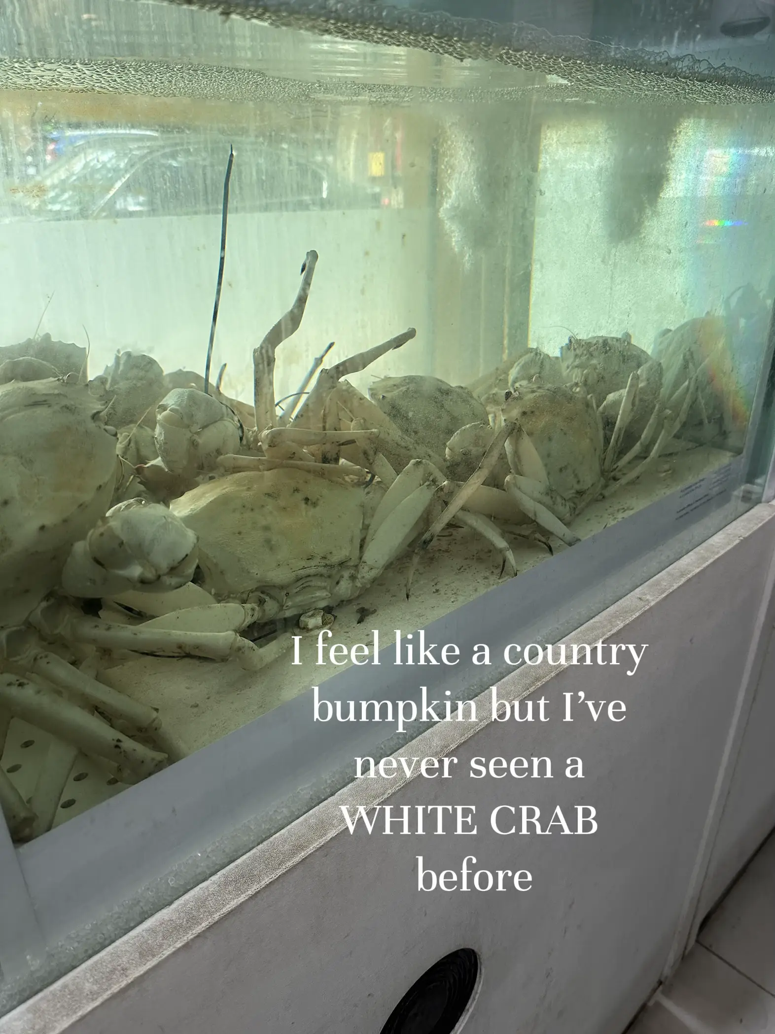 I’ve never seen a white crab before!? 😶 | Gallery posted by 지혜👑🫶🏻 | Lemon8