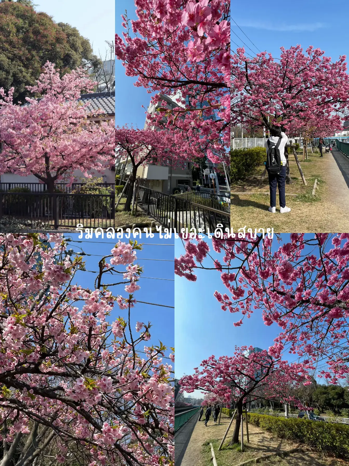 Plan sakura 2024 🌸🌸🌸 | แกลเลอรีที่โพสต์โดย Visaมารีวิว ️ | Lemon8