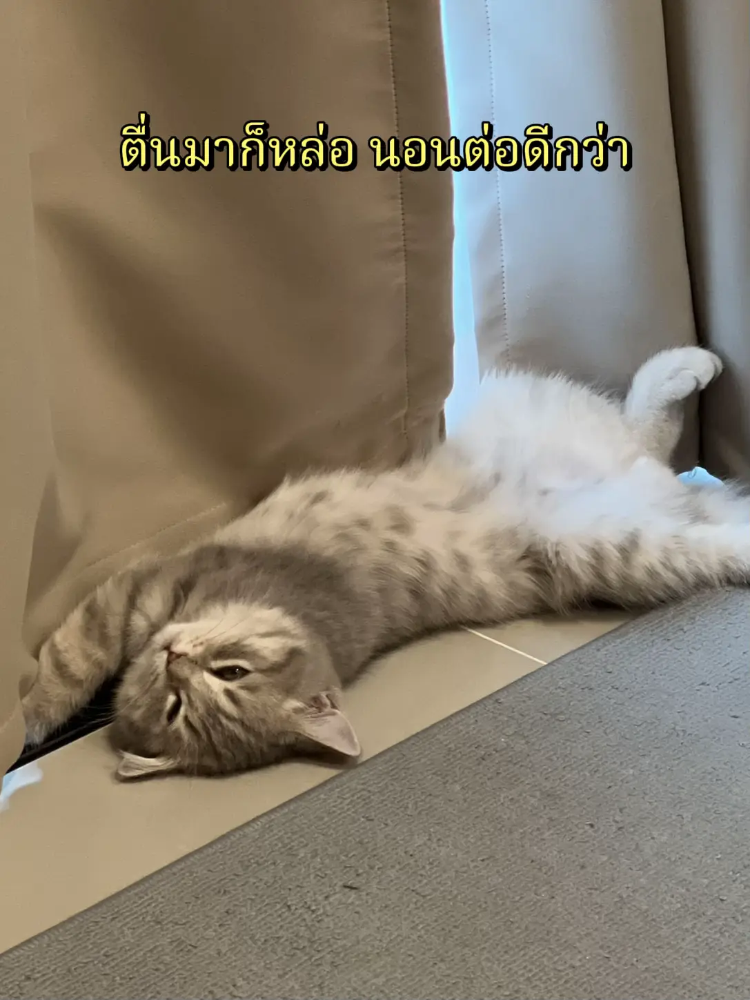 แจกฟรี! คำคมกวนๆเอาใจทาสแมว~😻 | แกลเลอรีที่โพสต์โดย Firstssc 🧸 | Lemon8