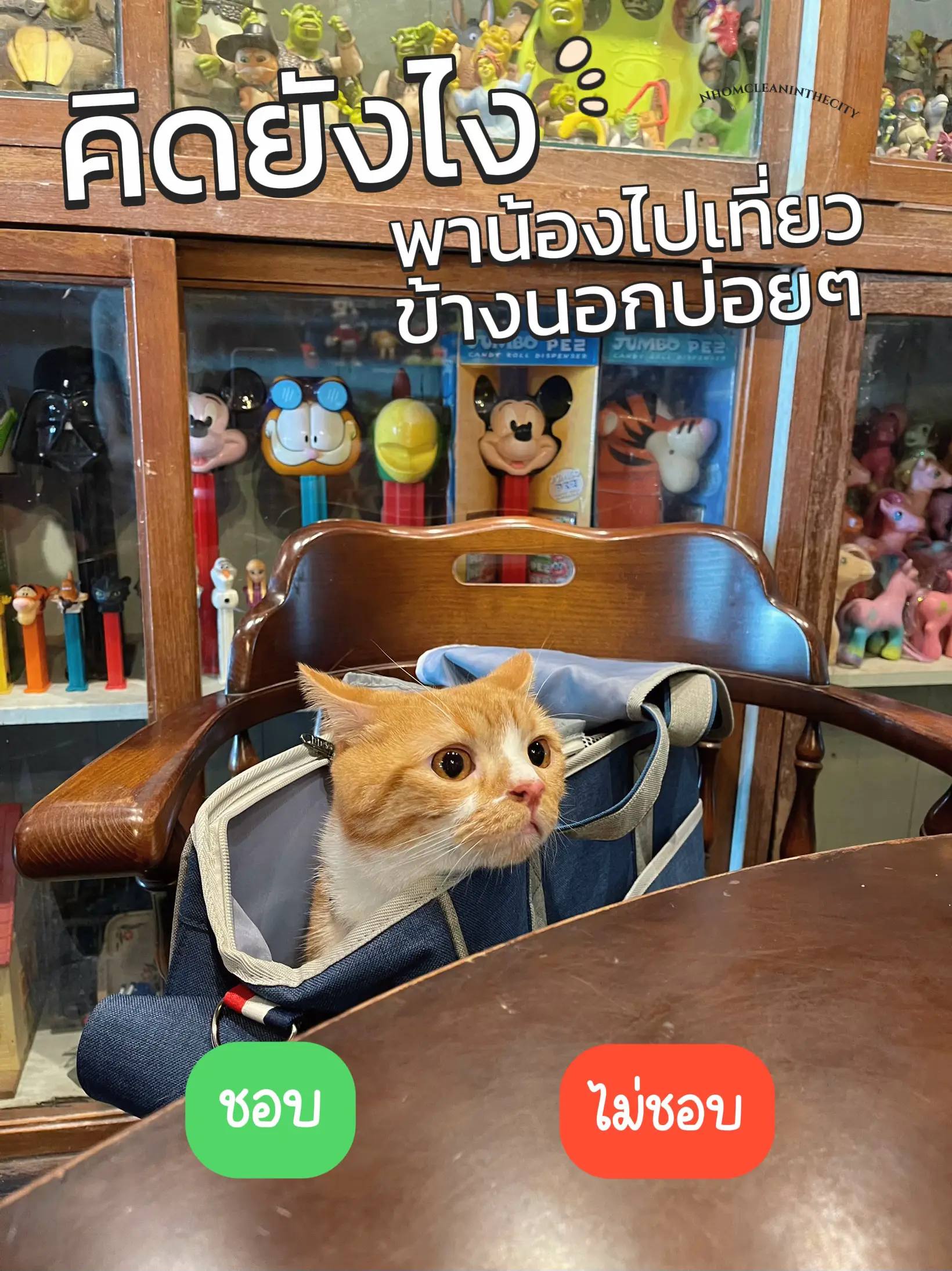 คิดยังไงกับการพาน้องแมวออกไปเที่ยวข้างนอกบ้างคะ ?🙋🏻‍♀️🐈 | แกลเลอรีที่ ...
