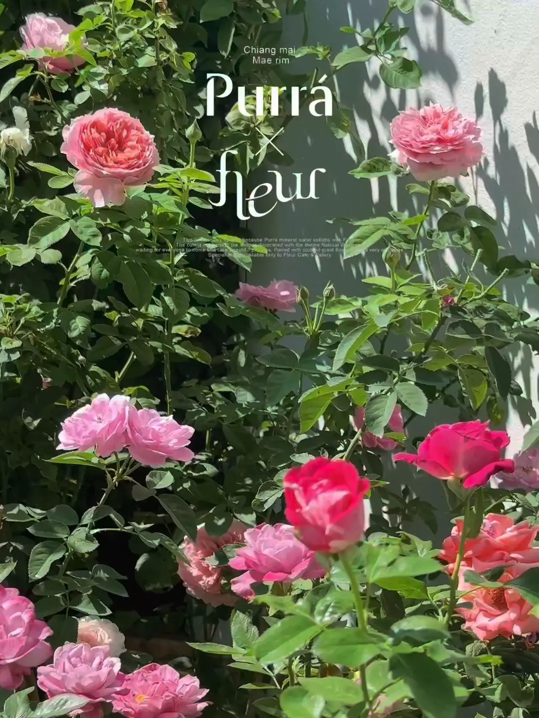 คาเฟ่สวนดอกไม้แห่งแม่ริม 💐🌹 | วิดีโอที่เผยแพร่โดย lbzero | Lemon8