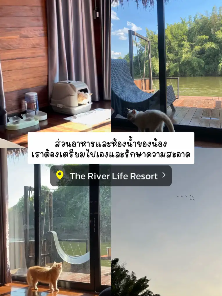 ที่พัก Pet friendly กาญจนบุรี | แกลเลอรีที่โพสต์โดย Fon | Lemon8