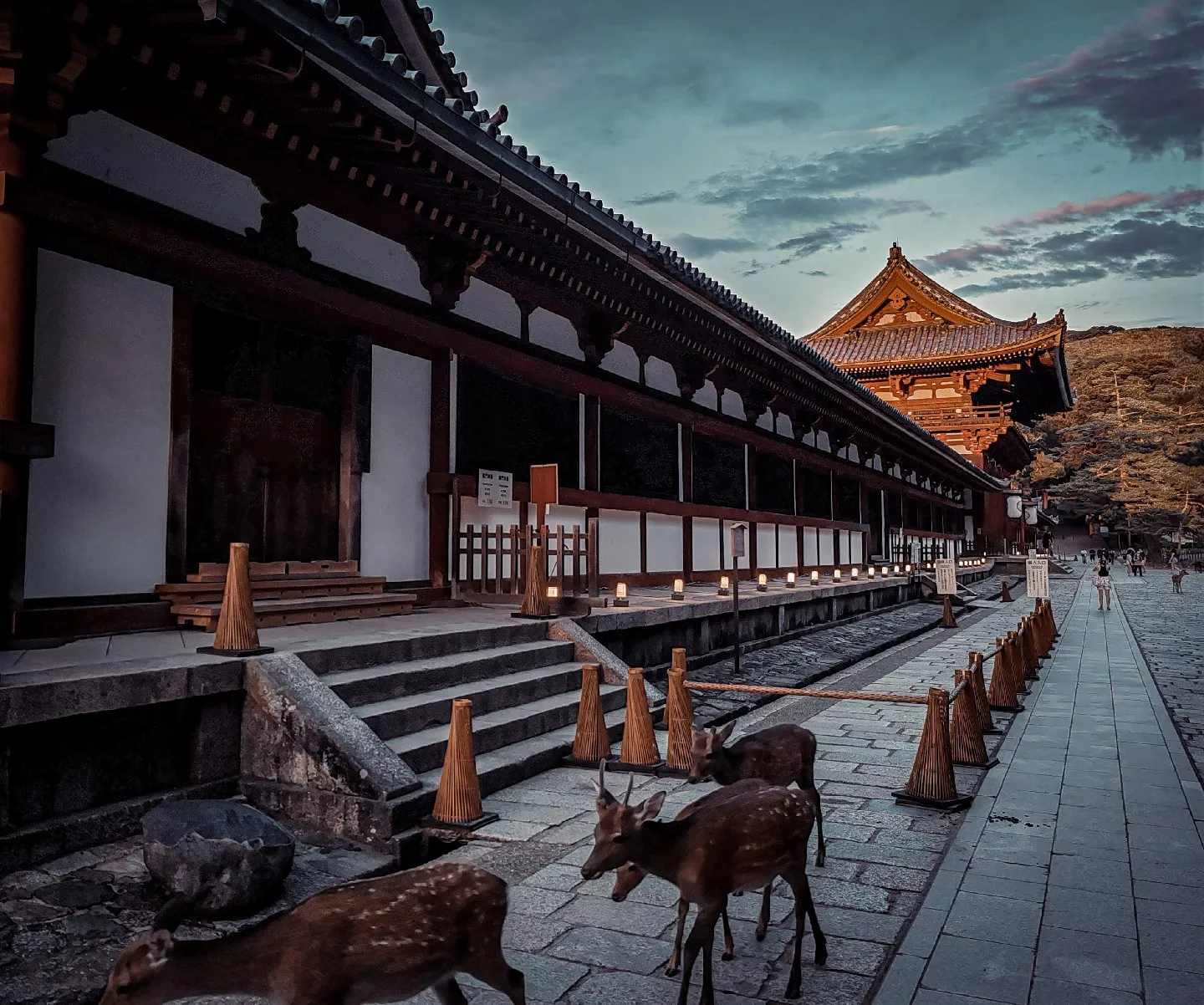 Nara Park sunset | Gallery posted by Den | Lemon8