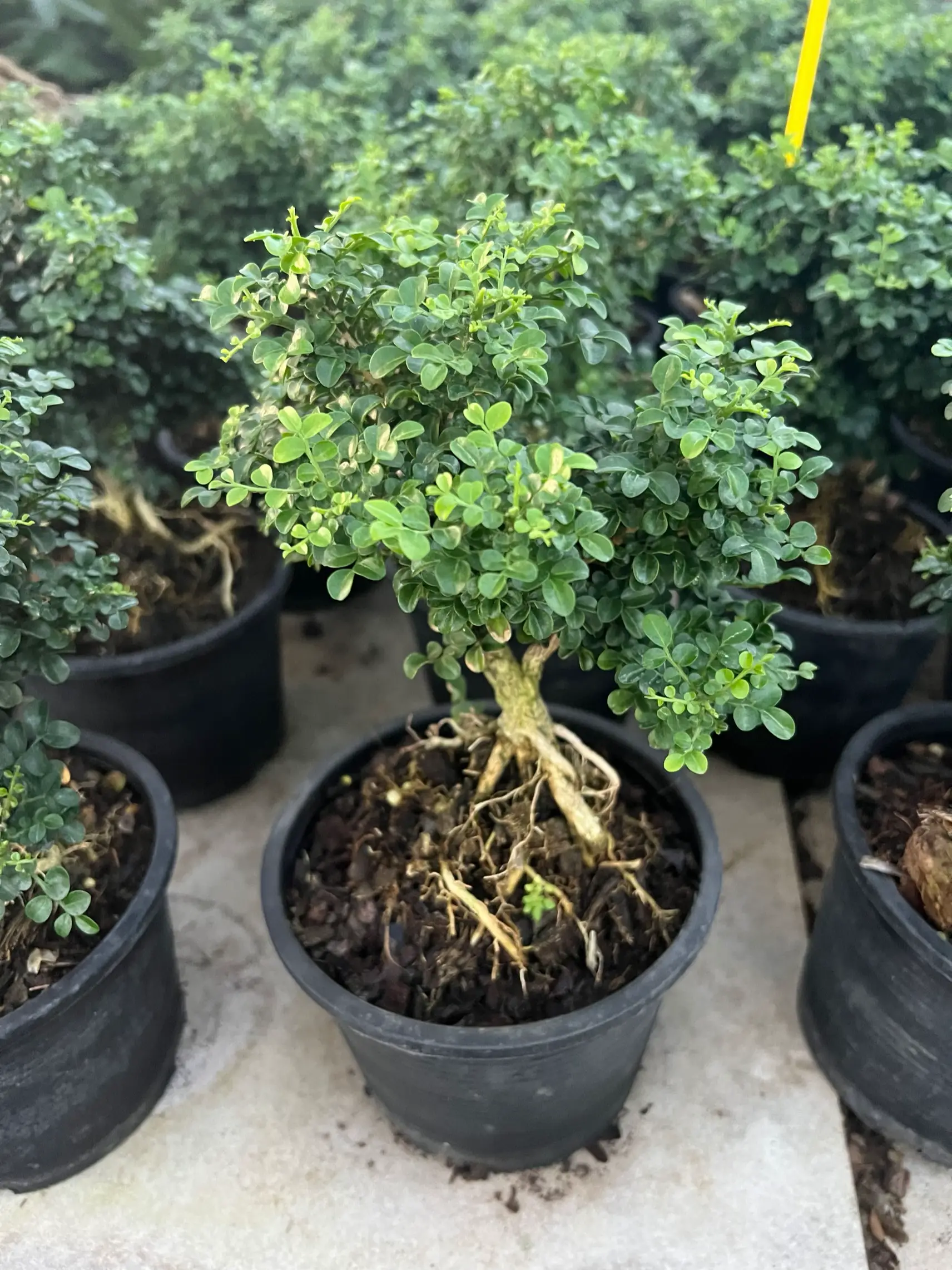 Dwarf Glass Tree. Tiny Wood Suitable To Adorn Your Home Decor | Gallery ...