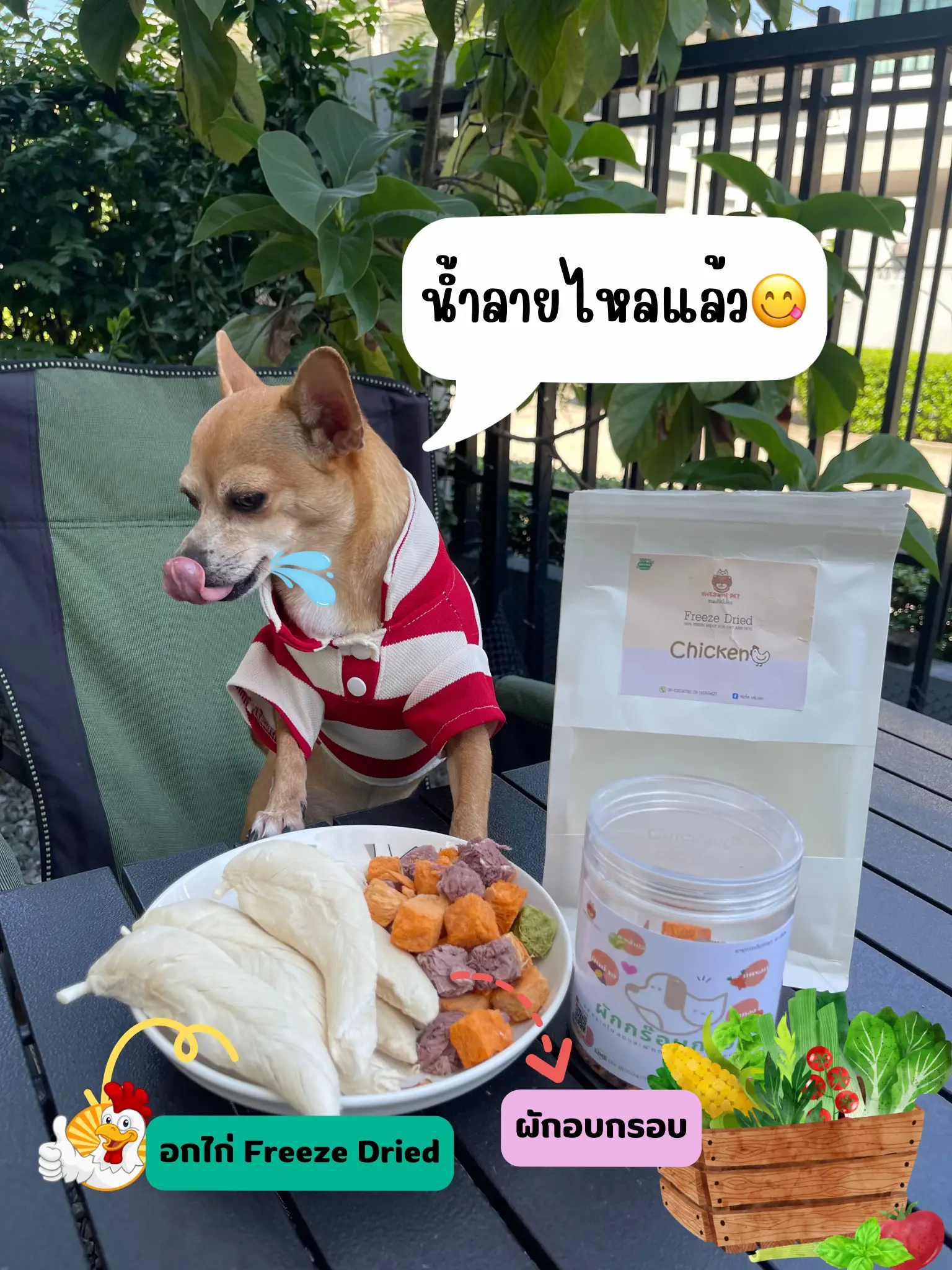 Dog snacks to eat | Gallery posted by หมานำโชค travel | Lemon8