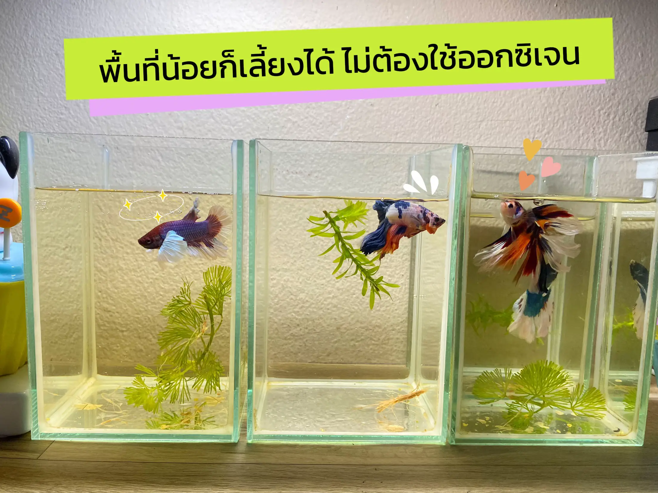 🐟Fancy biting fish, craft biting fish, hafmoon biting fish🐟 | Gallery ...