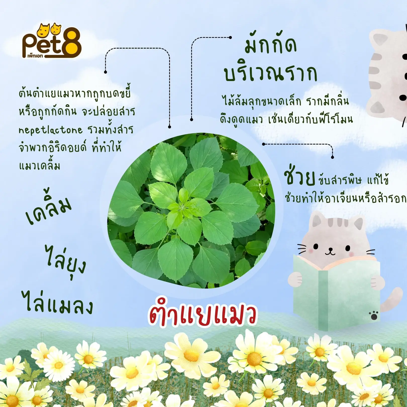 รู้ยัง‼️ แมวกินพืชได้นะ 🥬🌱🍀 | แกลเลอรีที่โพสต์โดย Pet8 | Lemon8