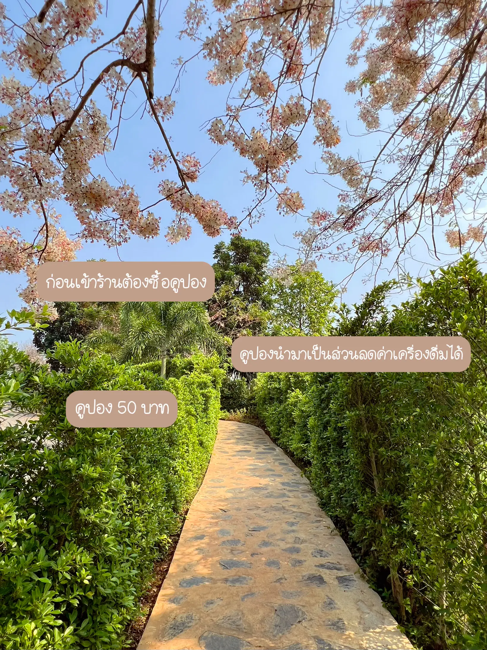 Bucolic Khaoyai 🐑🌲 | แกลเลอรีที่โพสต์โดย guide | Lemon8