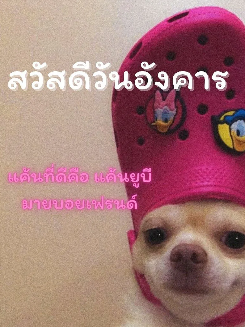 แจกโปรไฟล์กวนตีน - การค้นหาใน Lemon8