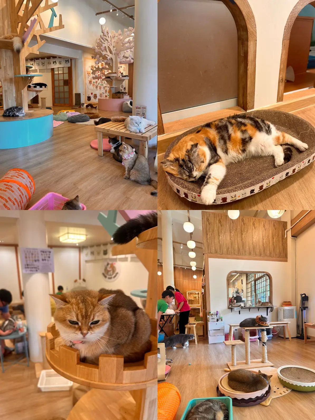 มาฮีลใจที่Chill cat cafe คาเฟ่แมวดังในตต ย่านเพชรเกษม | แกลเลอรีที่ ...