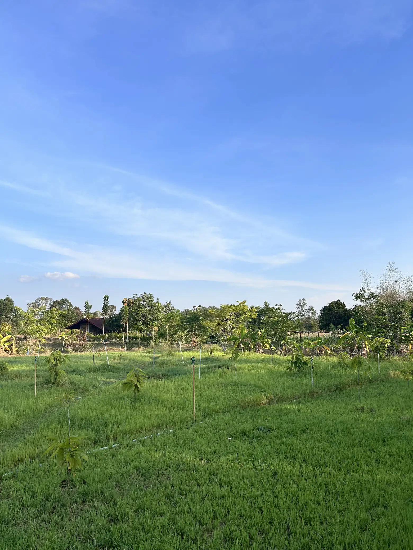 T•Farm | แกลเลอรีที่โพสต์โดย Teeteeathi | Lemon8