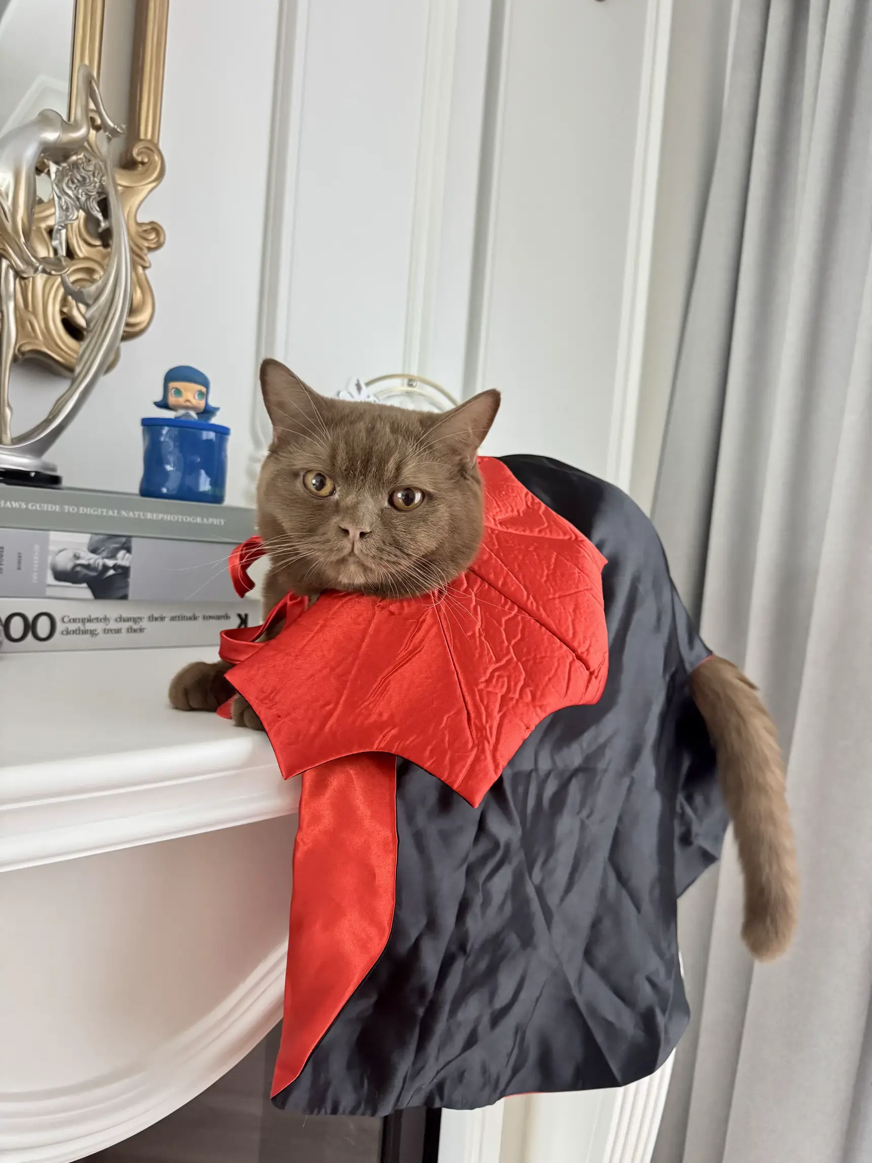 Halloween ออกล่าขนมแมวเลีย | แกลเลอรีที่โพสต์โดย rk | Lemon8