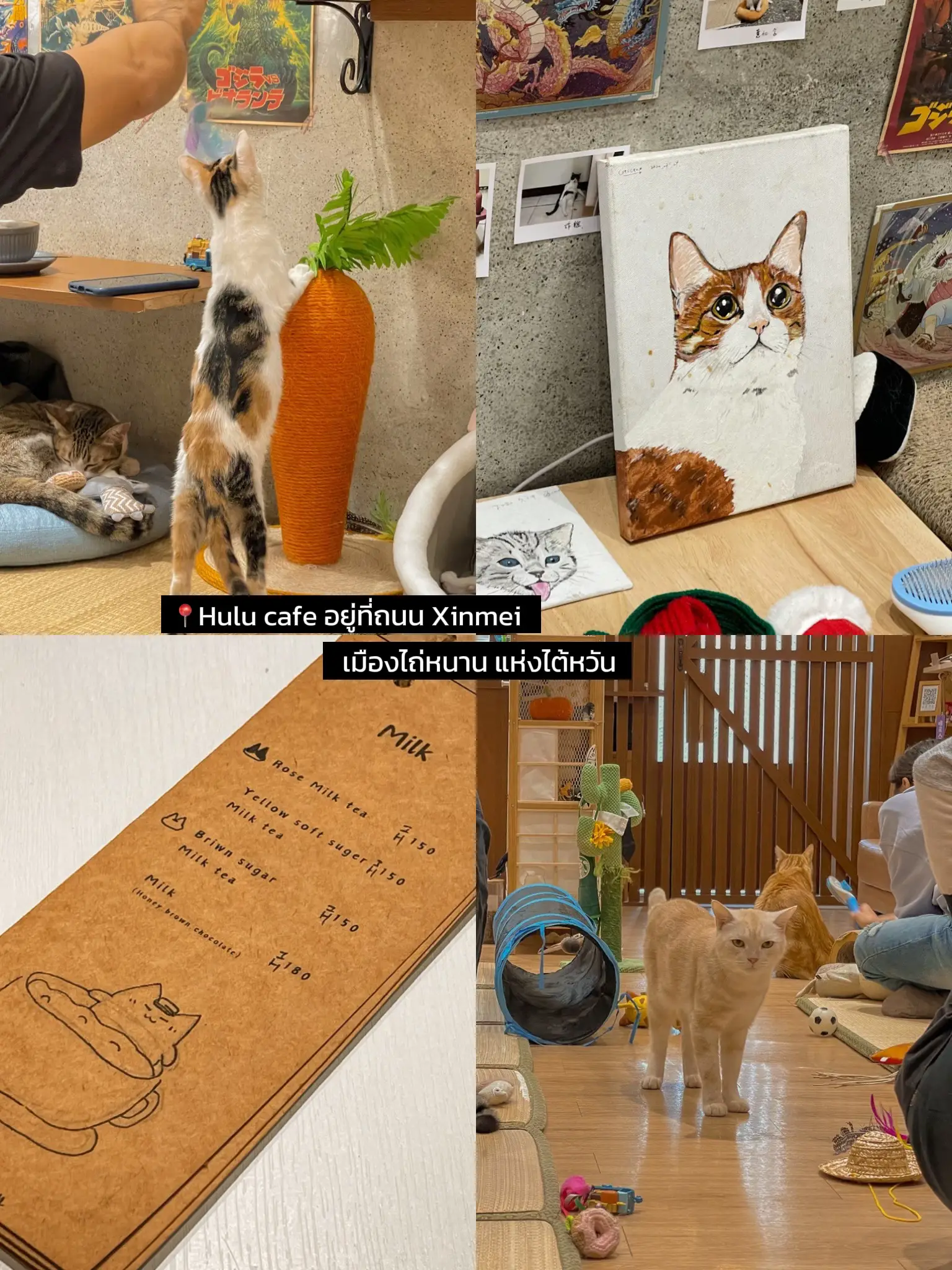 Hulu cafe 🐱 cat cafe in Nan Redemption City Cafe district | Gallery ...