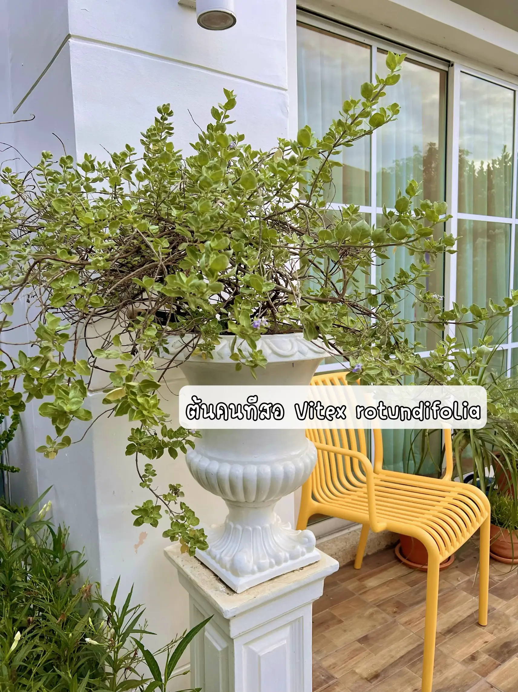 คนรักสวน ต้นไม้ที่บ้านเรา🌳🍃 | แกลเลอรีที่โพสต์โดย Salin Story🌸 | Lemon8