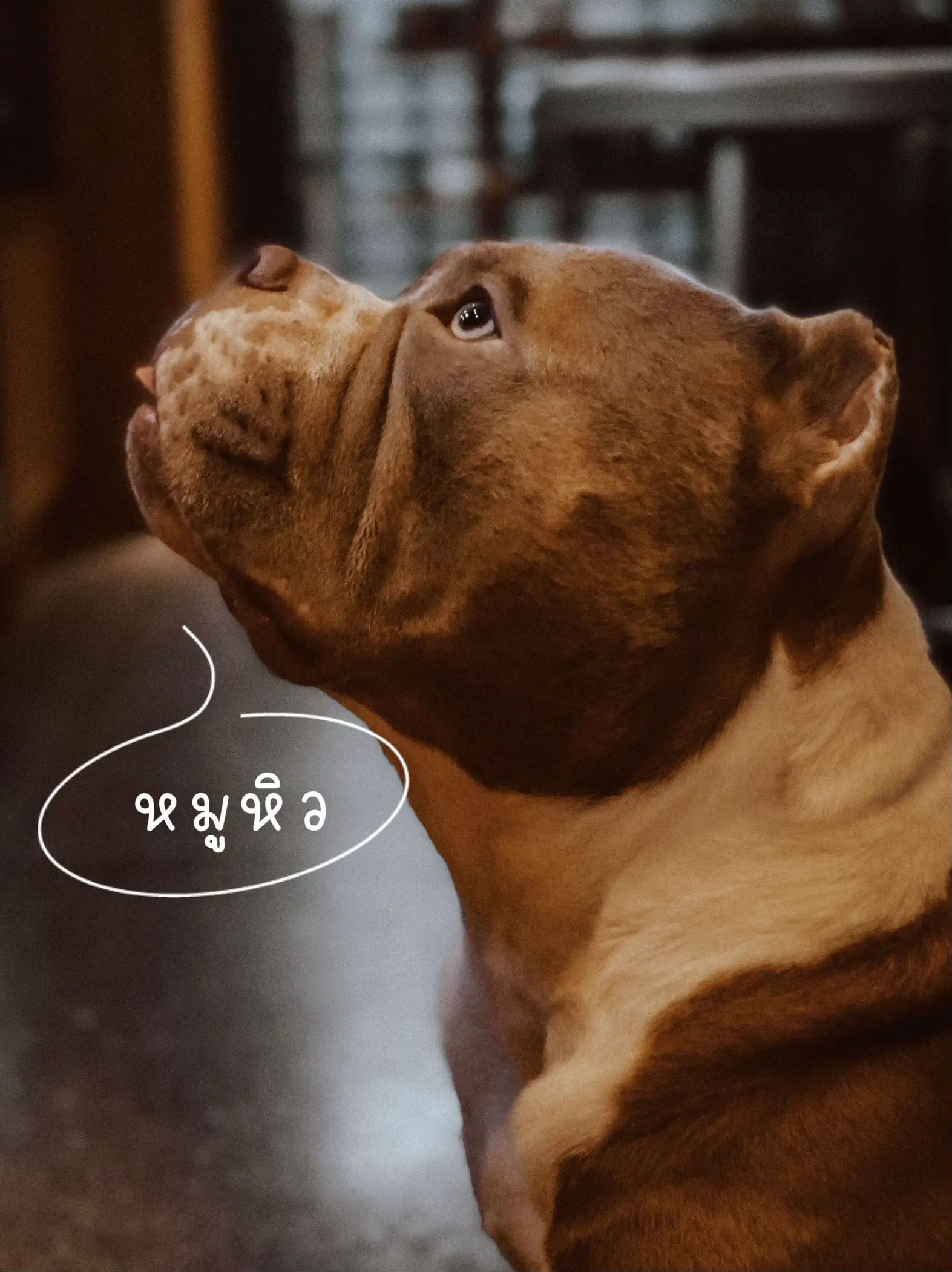 pocket bully - การค้นหาใน Lemon8