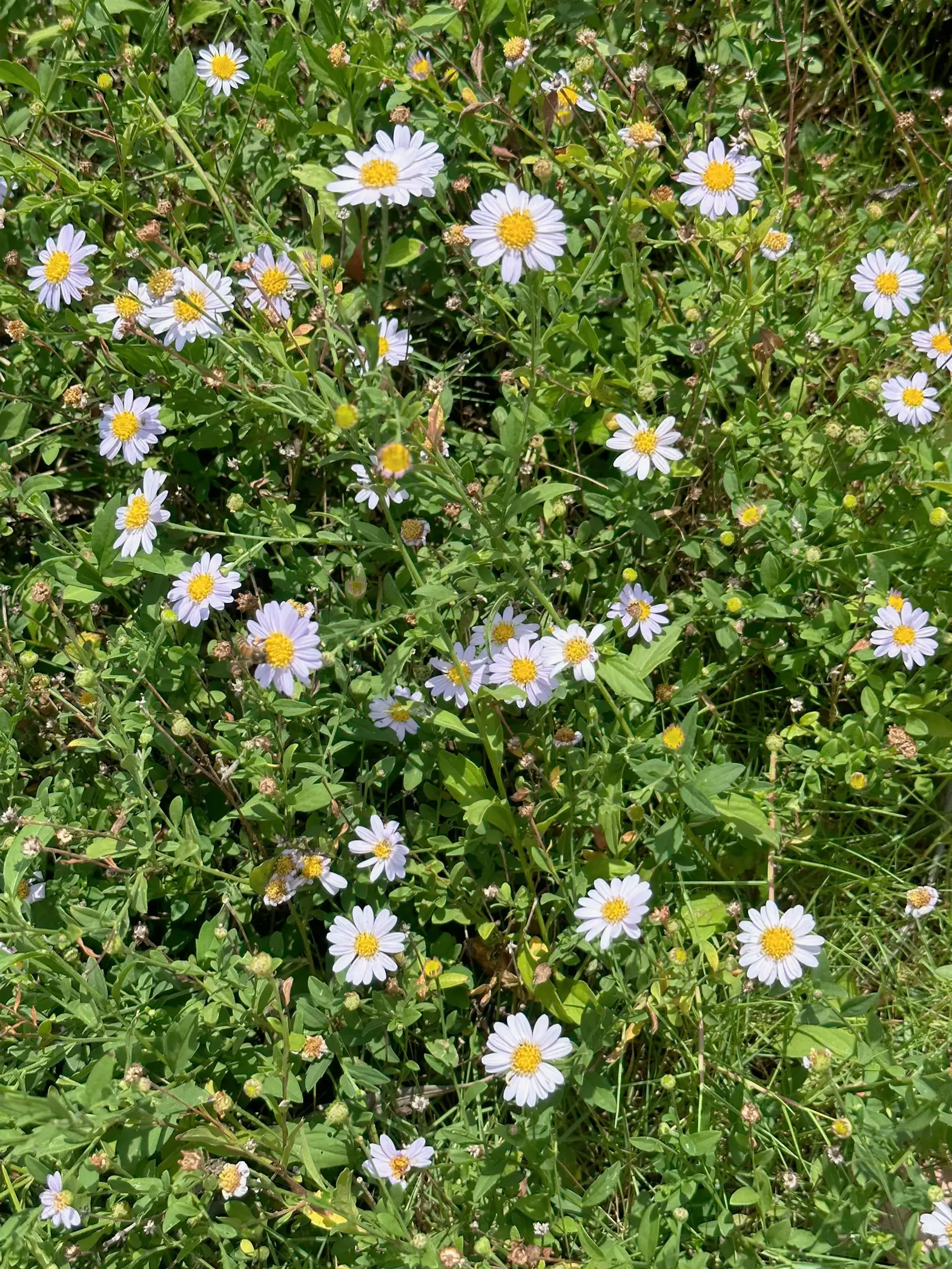 Floryday Khaoyai : Cafe & Flower 🌸 | แกลเลอรีที่โพสต์โดย Satapron | Lemon8