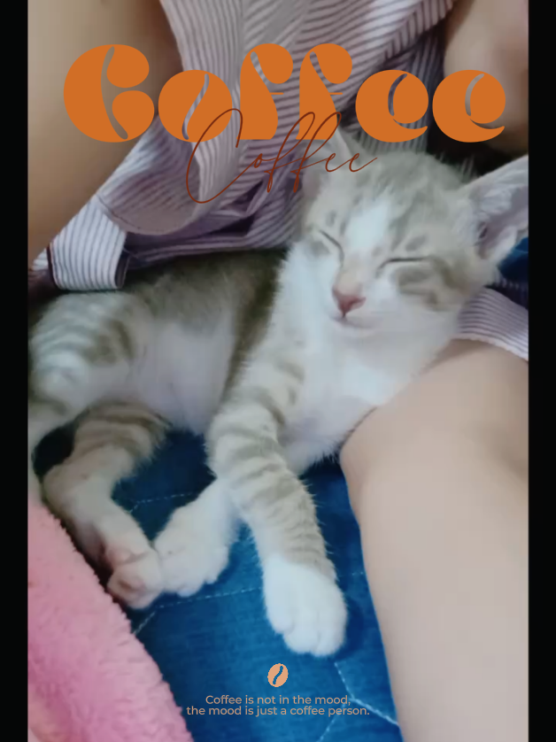 ตัวติดตลอด🐈แป๋วแหววขี้อ้อน#แมวน้อยจอมซน#แมวจร🐈 ️😊 | วิดีโอที่เผยแพร่โดย Sumitra Loha | Lemon8