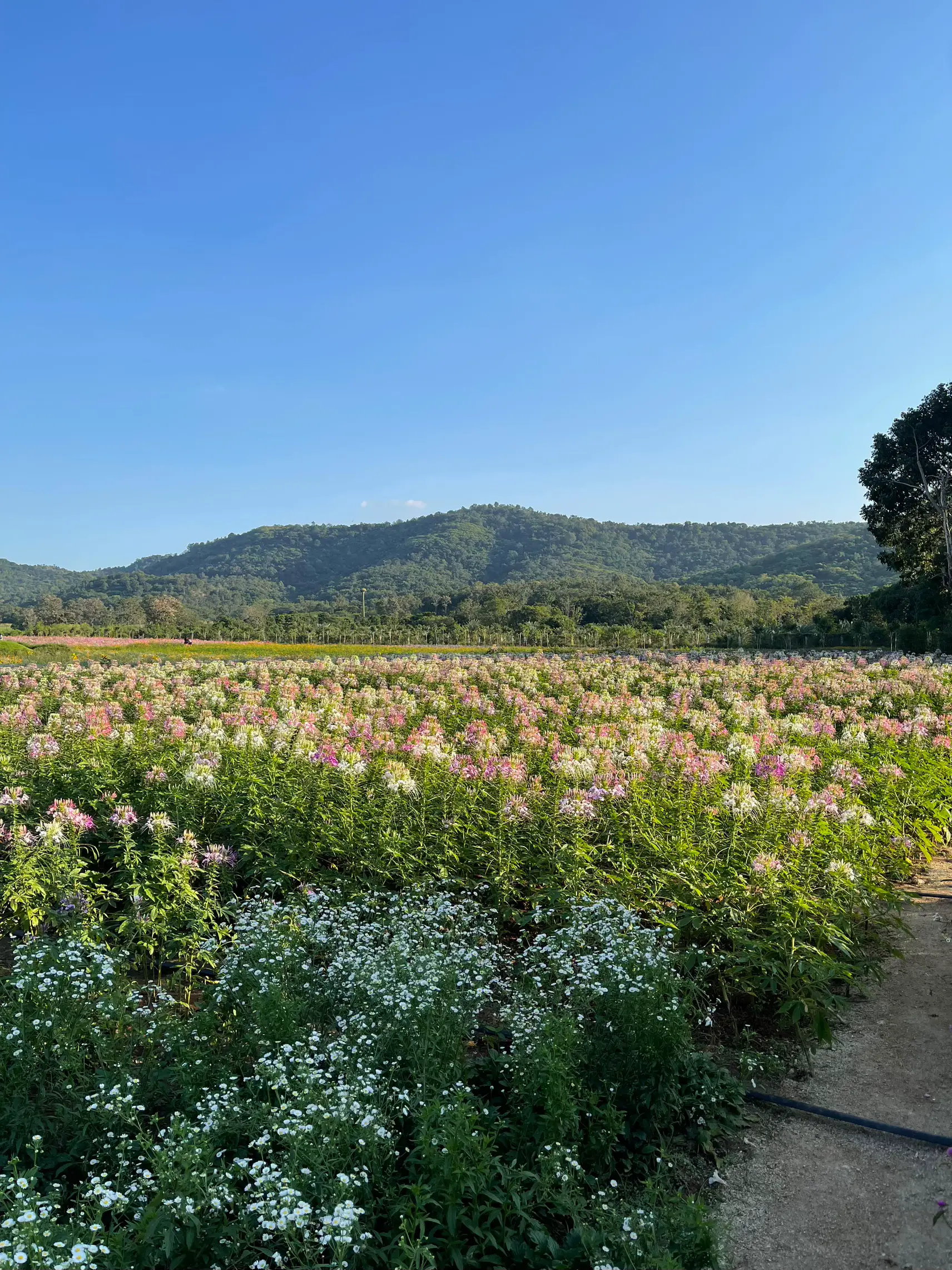 Blossom Bloom cafe khaoyai | แกลเลอรีที่โพสต์โดย Tangmoji14 | Lemon8