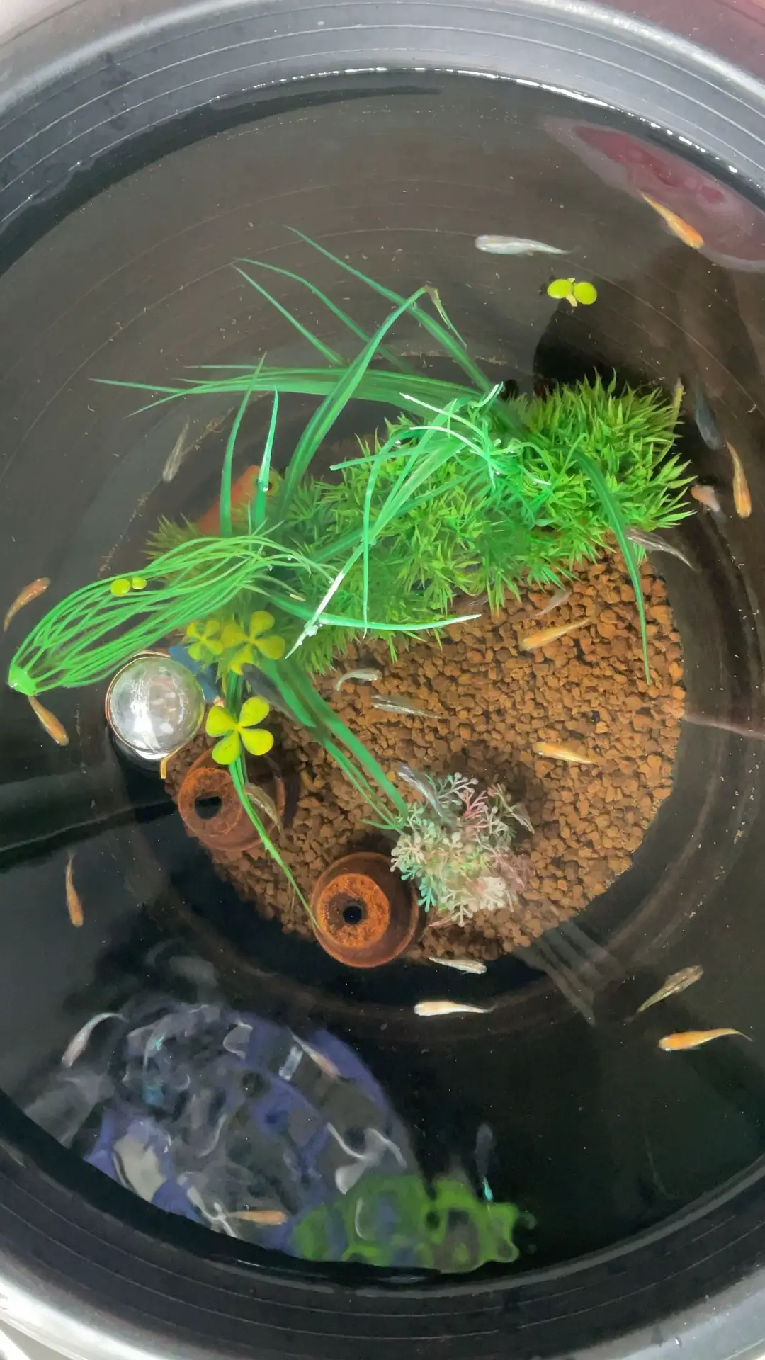 วันนี้ผมจะมาแนะนำปลาหน้าเลี้ยง ปี2024 ครับ | วิดีโอที่เผยแพร่โดย ...