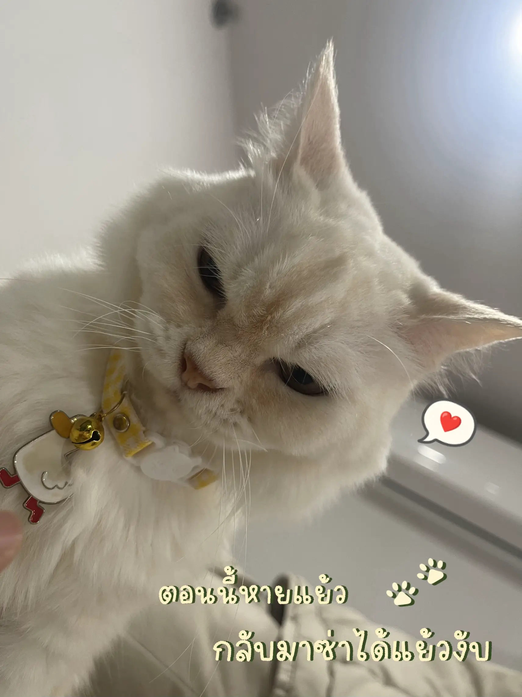 น้องแมวเป็นนิ่ว หมดไปเท่าไร 💸 | แกลเลอรีที่โพสต์โดย Mooam Sasitorn🌷 ...