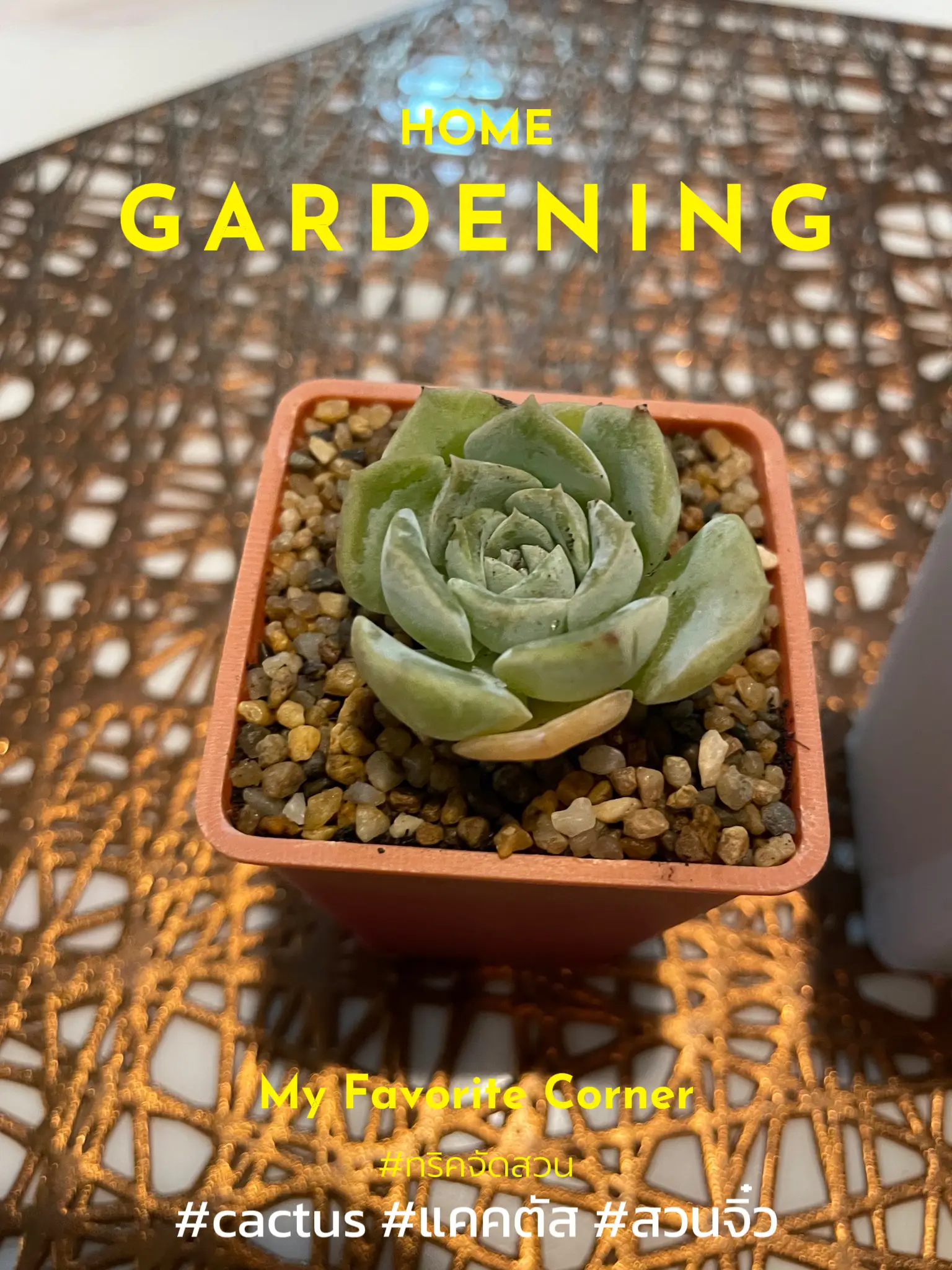 🌵การดูแลต้น cactus จิ๋ว “แคคตัส” | แกลเลอรีที่โพสต์โดย 𐙚 𝓝𝔀 | Lemon8