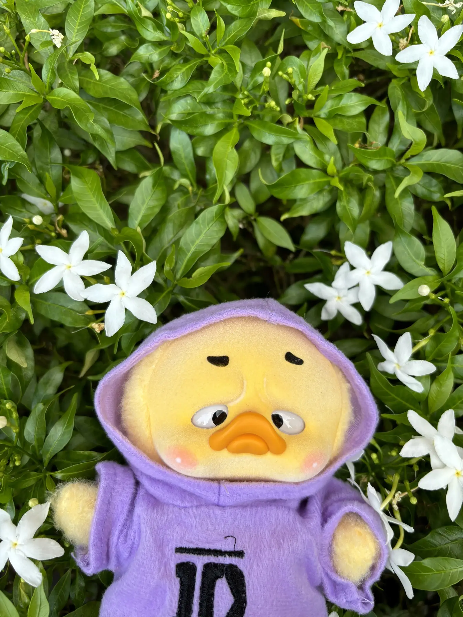 เป็ด Upset Duck - การค้นหาใน Lemon8