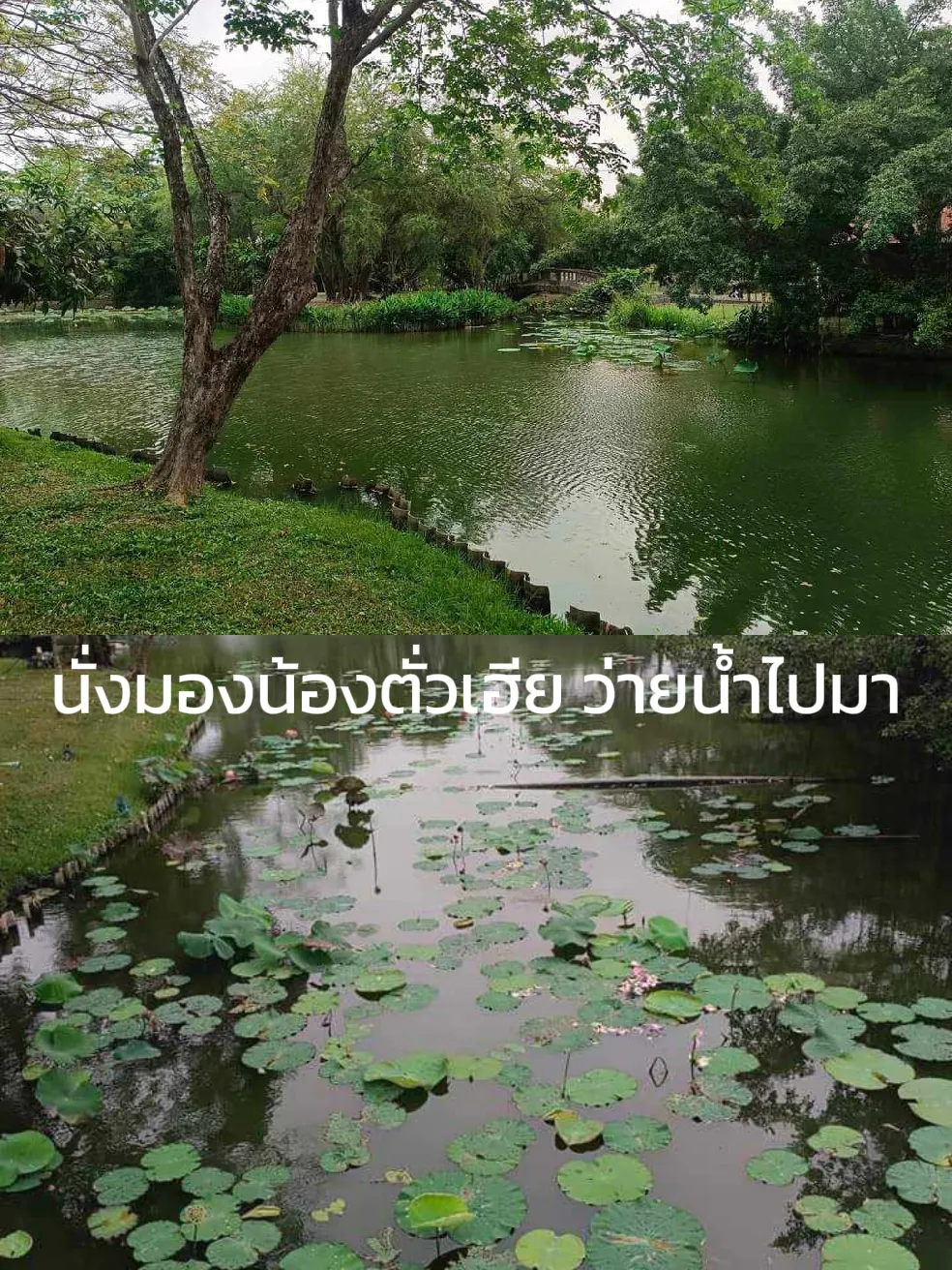 สวนหลวง ร.9 ไปเช้า หรือเย็น ก็สวย | แกลเลอรีที่โพสต์โดย arada.c 😺 | Lemon8