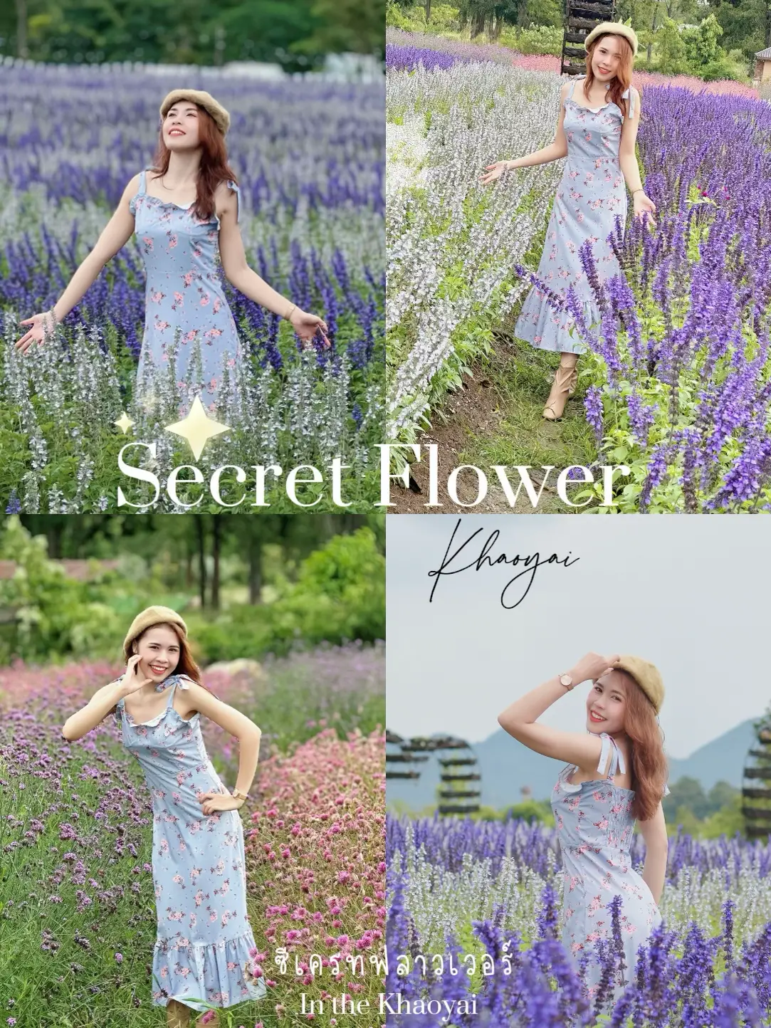 Secret Flower Khaoyai ทุ่งดอกไม้เขาใหญ่🪻 | แกลเลอรีที่โพสต์โดย ...