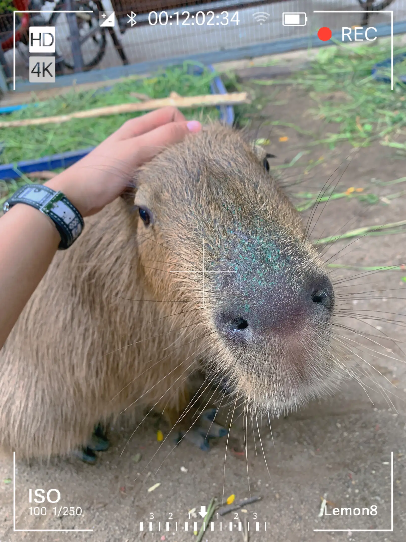 🫶🦫ไปเกาคาง เกาพุง หมามะพร้าวกัน CAPYBARA 🦫🫶 | แกลเลอรีที่โพสต์โดย JEJI ...