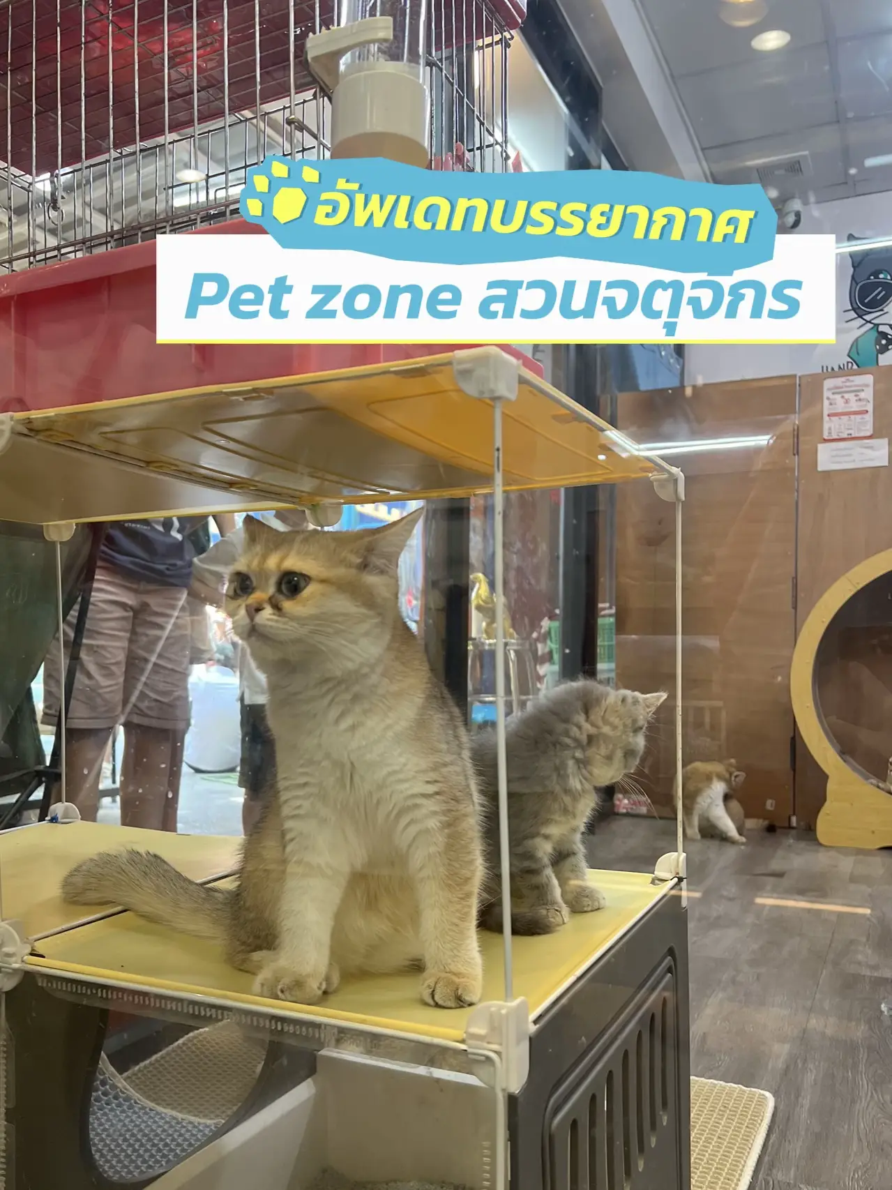 อัพเดท Pet zone สวนจตุจักร | แกลเลอรีที่โพสต์โดย Falinoid | Lemon8