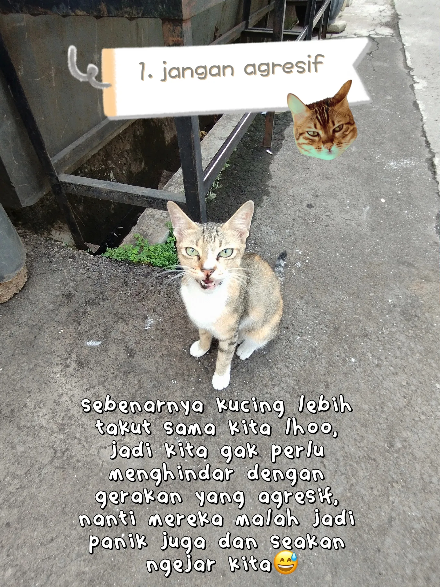 SIAPA YANG UDAH BESAR MASIH TAKUT MEOW!?😣sstt jang | Galeri diposting ...