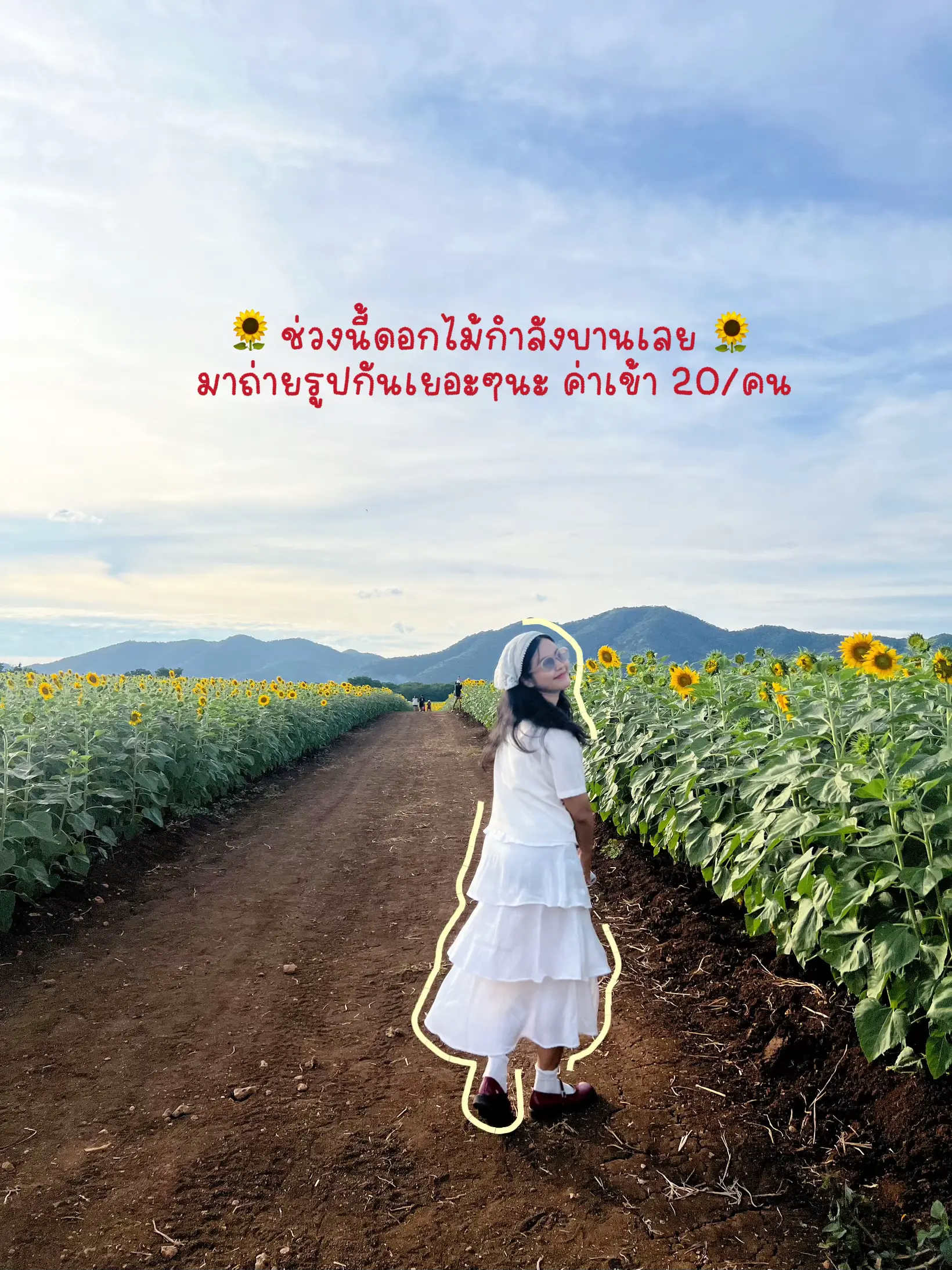 🌻ทุ่งทานตะวัน ไร่วิชาญลพบุรี พ.ย. 2024🌻 | แกลเลอรีที่โพสต์โดย Mumint 🦋🌻 ...