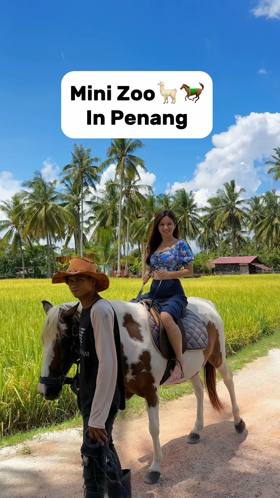 Mini Zoo in Penang 🐇 | Video diterbitkan oleh CC | Lemon8