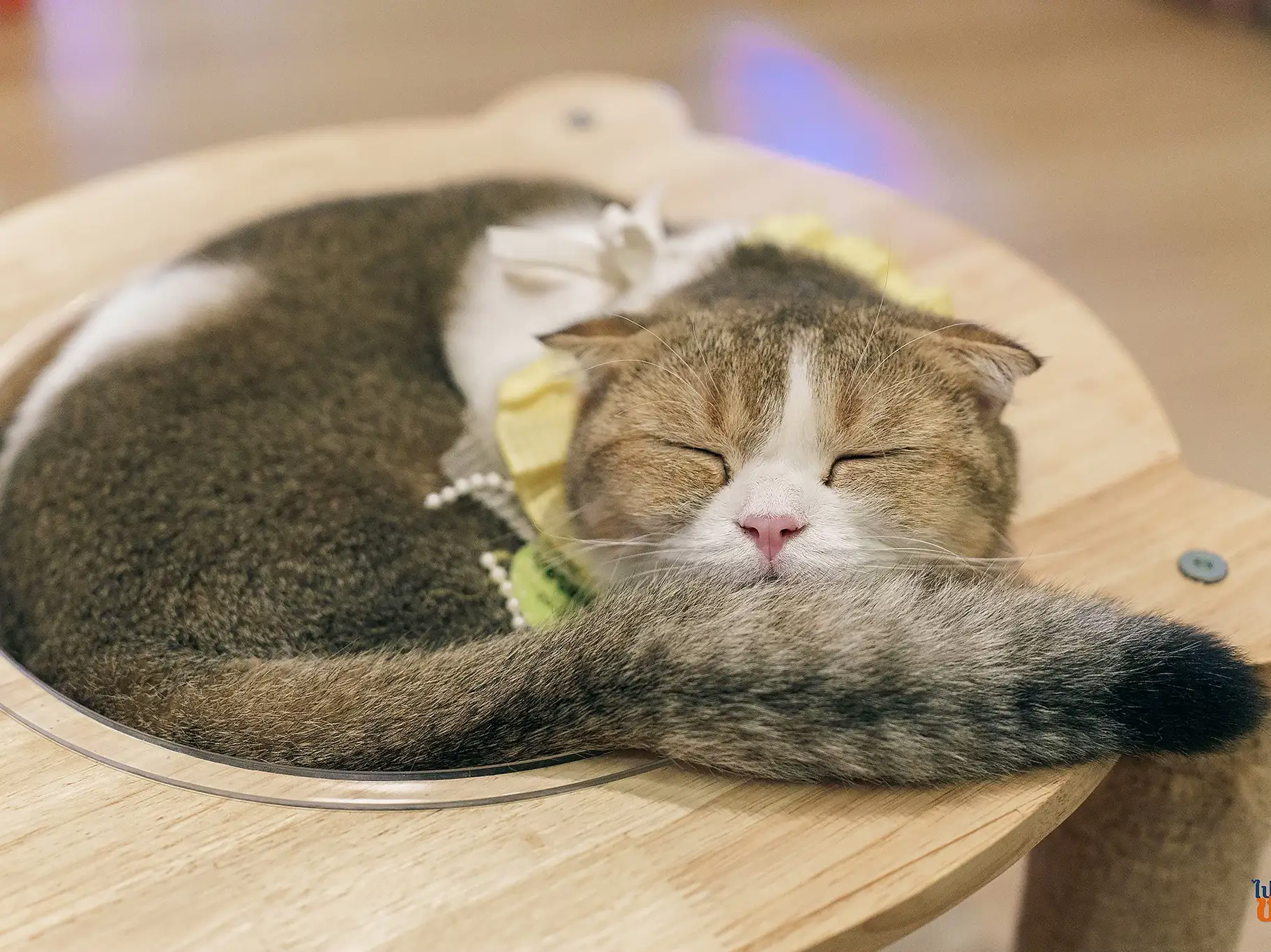 Chill Cat Cafe….สวรรค์ของคนรักแมว😻😻😻 | แกลเลอรีที่โพสต์โดย Jennie ...