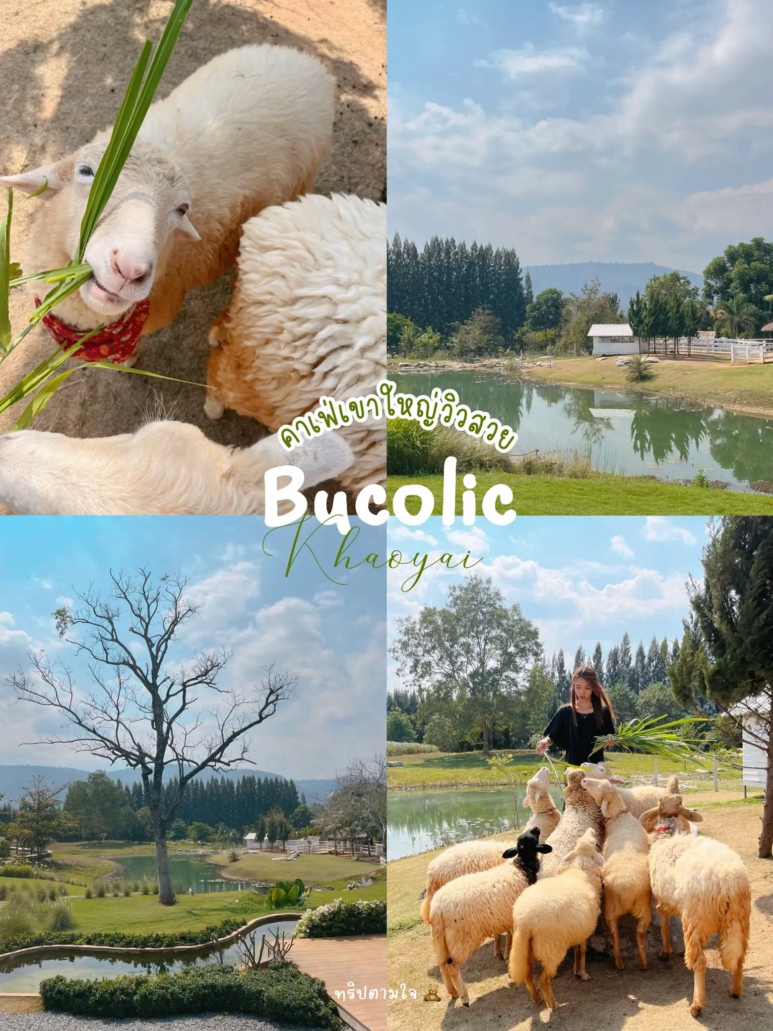แจกมุมถ่ายรูป BUCOLIC CAFE | แกลเลอรีที่โพสต์โดย Pakji.pjr | Lemon8
