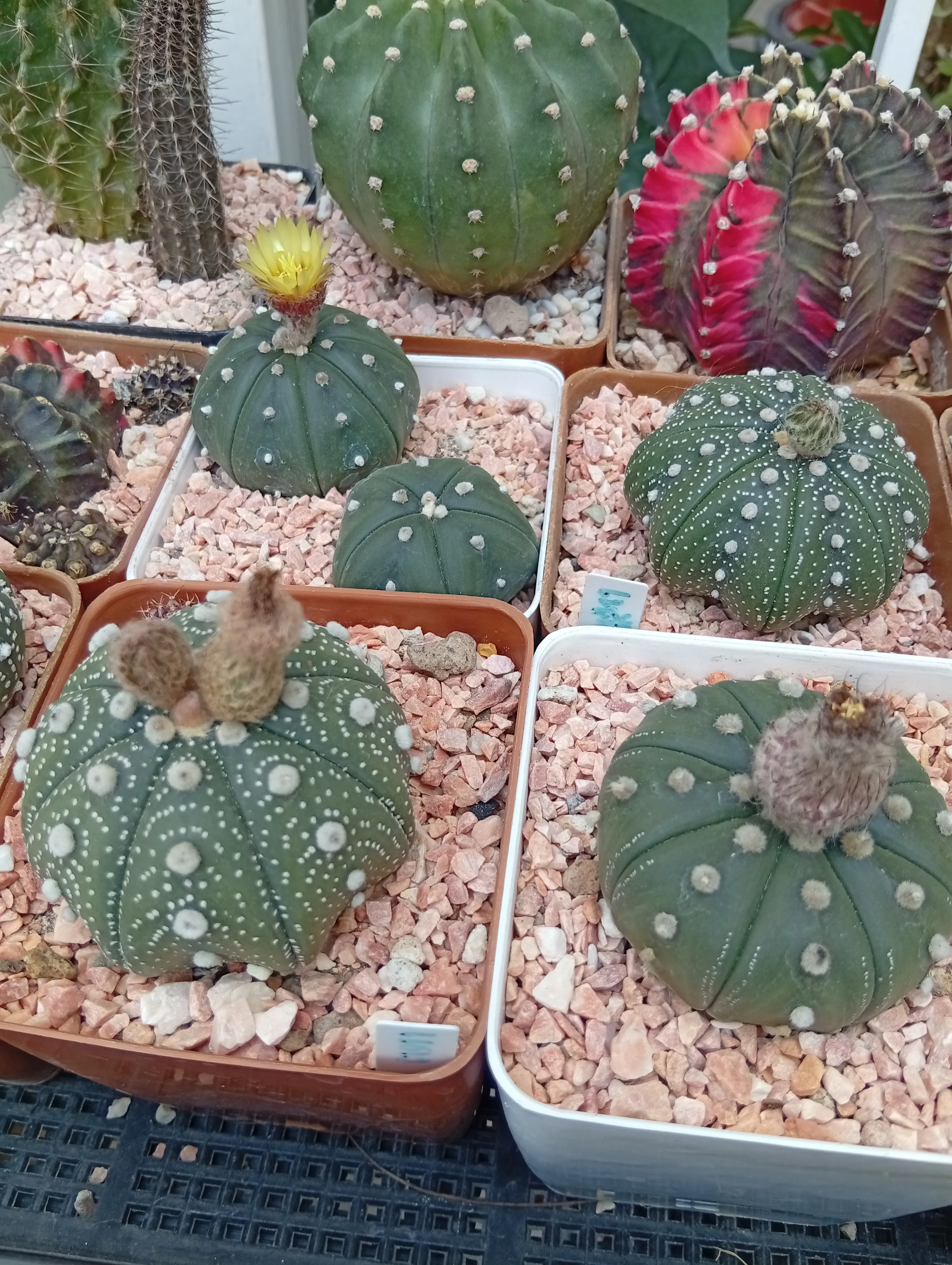 22/03/68 ฝักสุกแล้วจร้า มาเก็บเมล็ดกันนะคะ #แคตตัส | แกลเลอรีที่โพสต์โดย Maruko | Lemon8