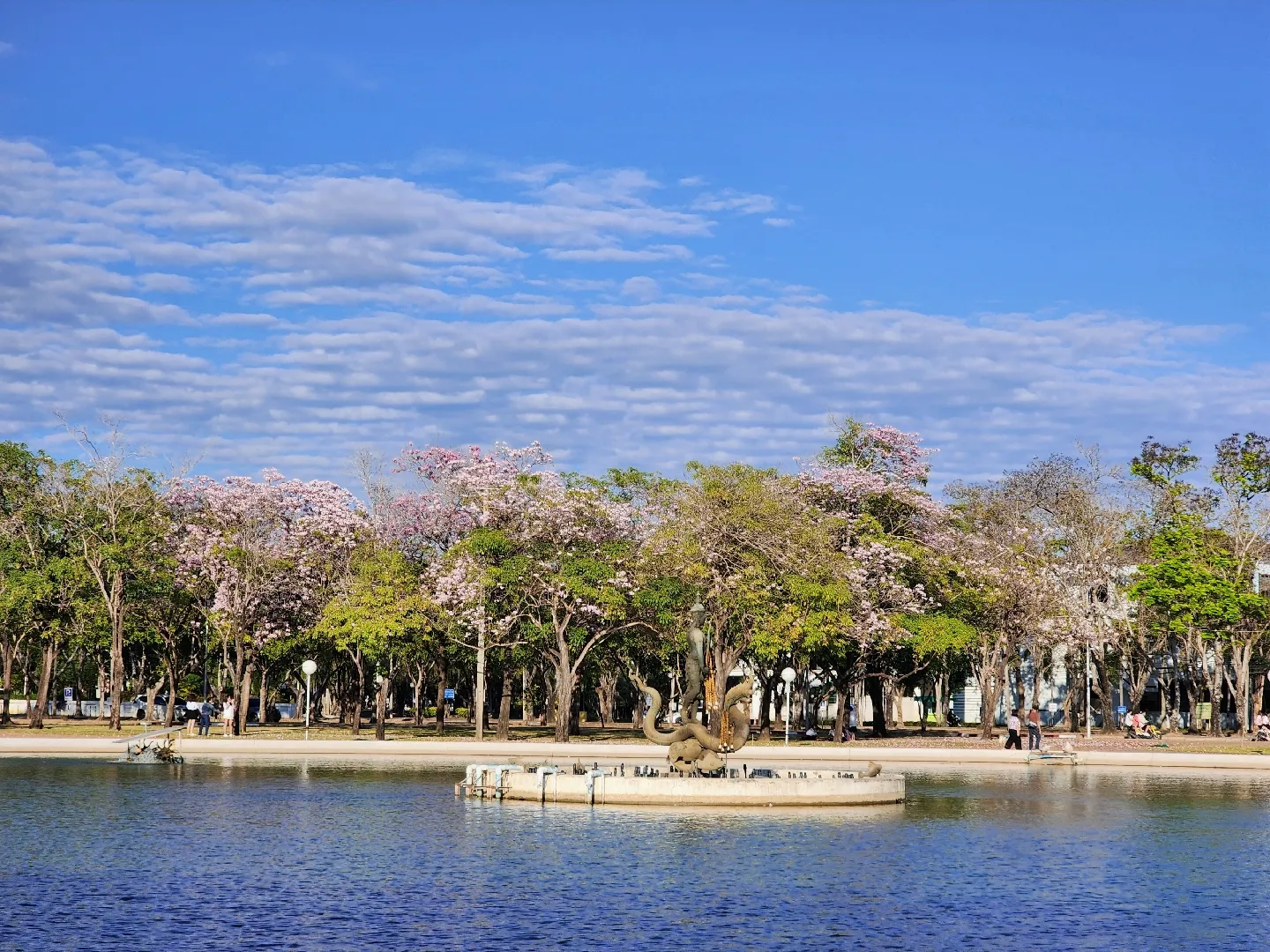 🌸ชมพูพันธุ์ทิพย์กำแพงแสน อัพเดทล่าสุด 2568🌸 | แกลเลอรีที่โพสต์โดย ☆♡ D.kamol ♡☆ มล ° | Lemon8