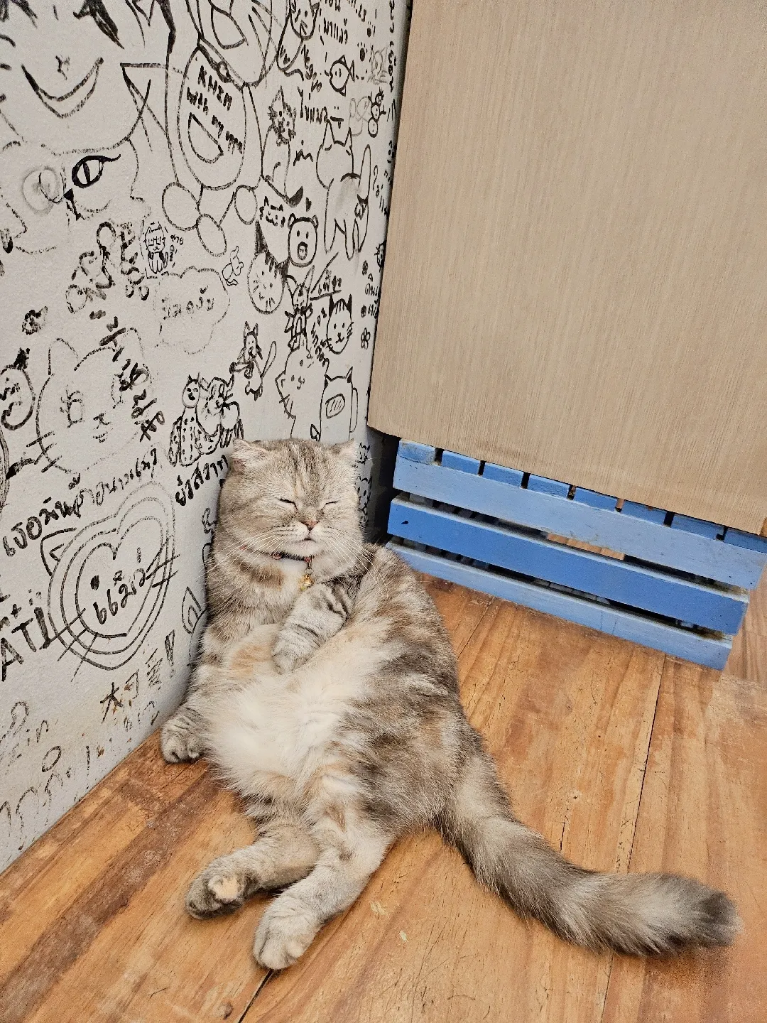 Cat Cafe Rangsit 💗 คาเฟ่แมวรังสิตสุดคุ้มม 😍 | แกลเลอรีที่โพสต์โดย Jah | 짜아 | Lemon8