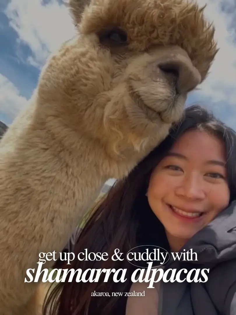 feed & cuddle these fluffy alpacas 🦙 | akaroa, nz | Gallery posted by jenn 🐝 | Lemon8