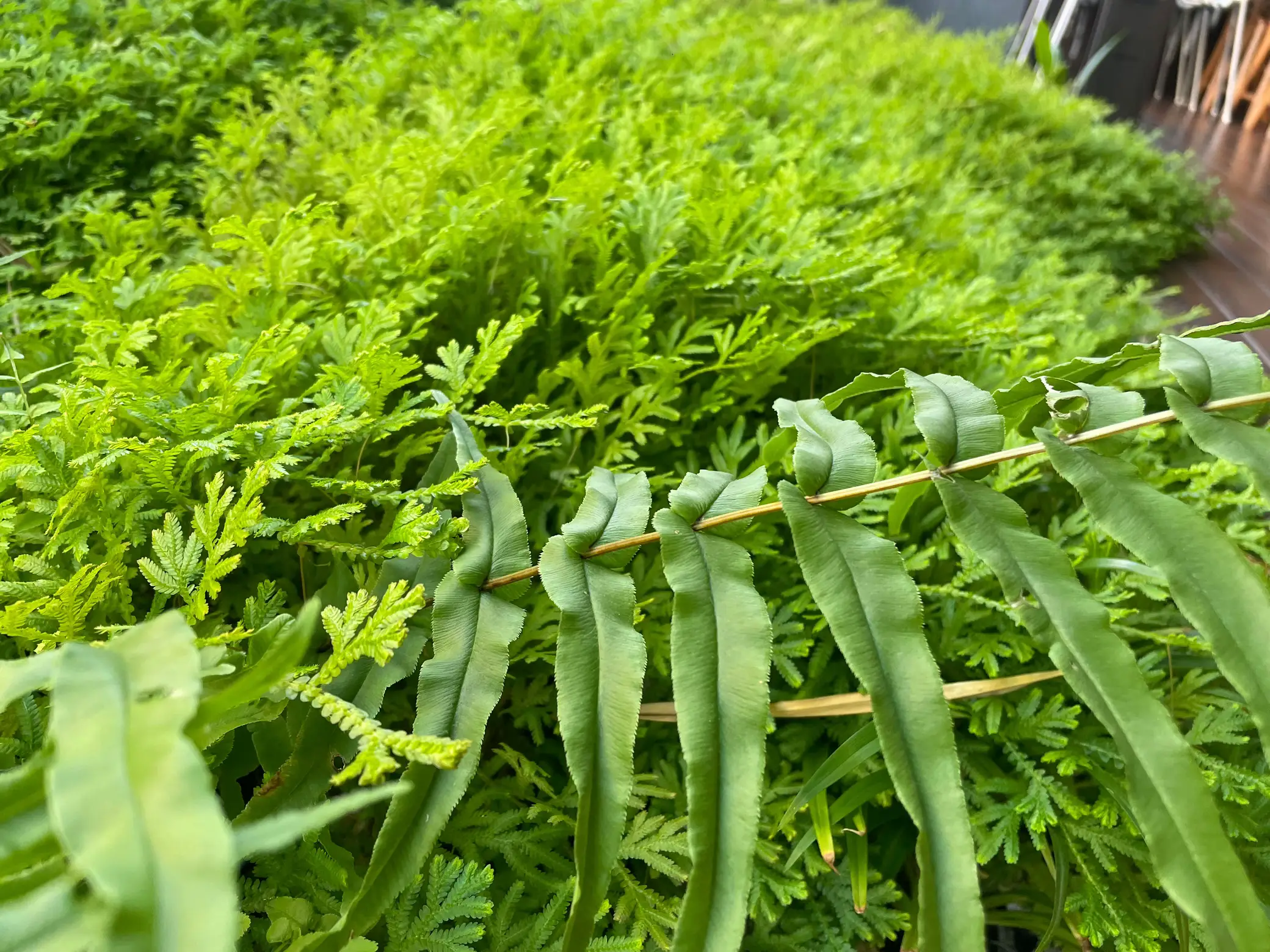 #ฤดูหนาว#ต้นไม้ #ติดเทรนด์ #จัดสวนข้างบ้าน | แกลเลอรีที่โพสต์โดย Su ...