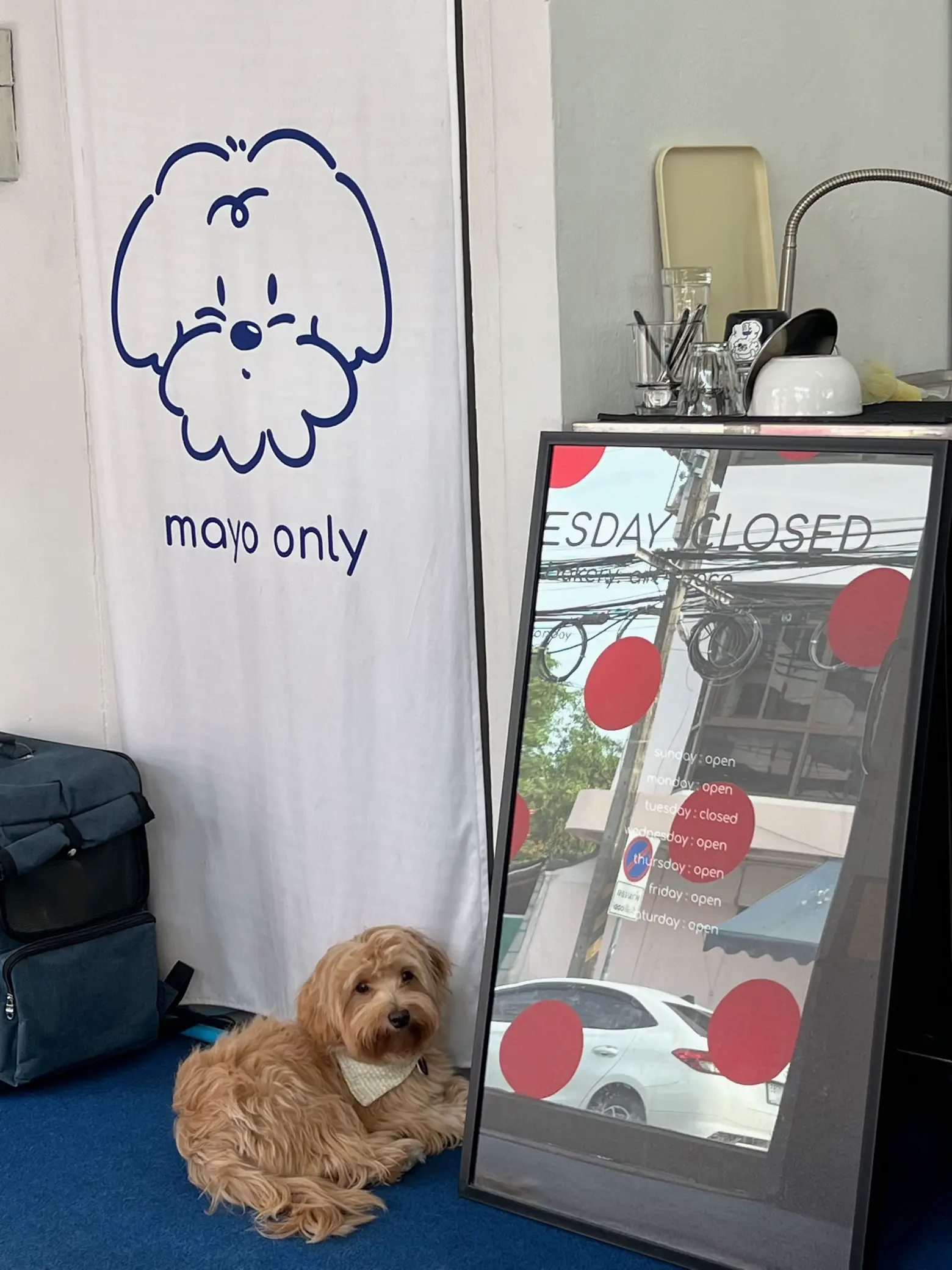 Tuesday closed cafe : คาเฟ่นี้มีหมานะ 🐶🐶 | แกลเลอรีที่โพสต์โดย SANDEE ...