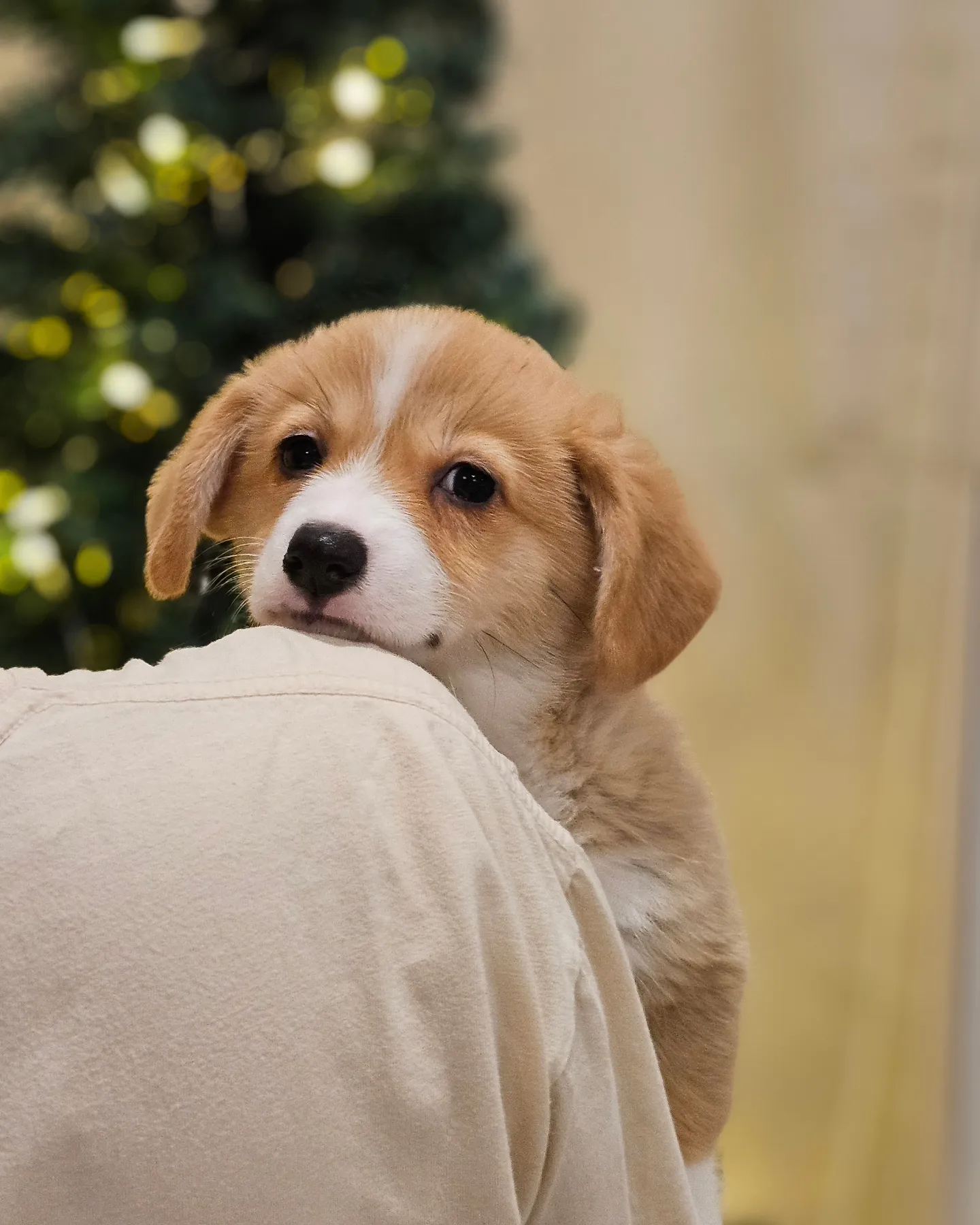 DAY 55 🎀 | แกลเลอรีที่โพสต์โดย aster.corgi | Lemon8