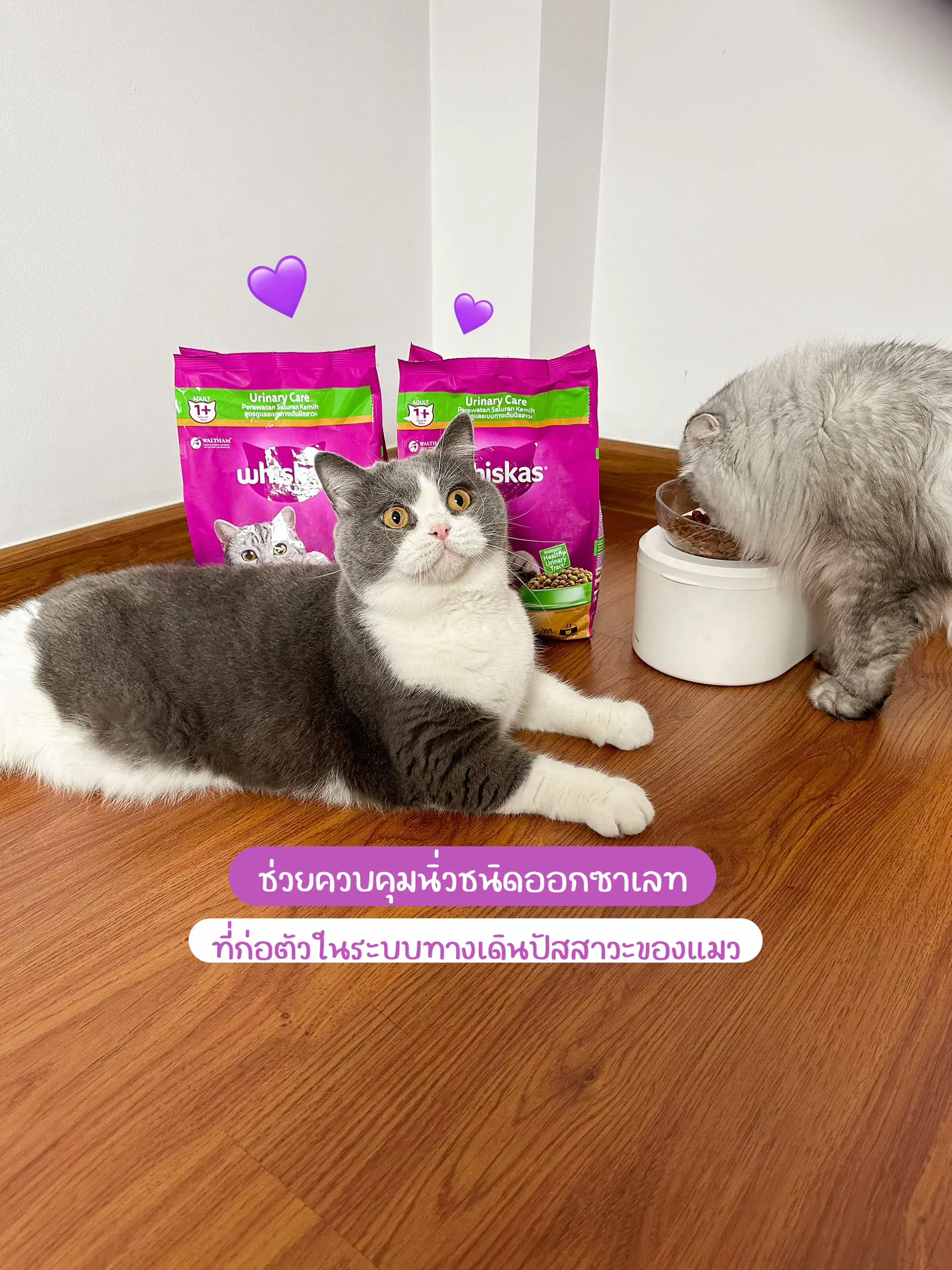 💜ใหม่!! Whiskas Urinary Care 🐱 | แกลเลอรีที่โพสต์โดย ♡♡♡♡♡ äpple ...