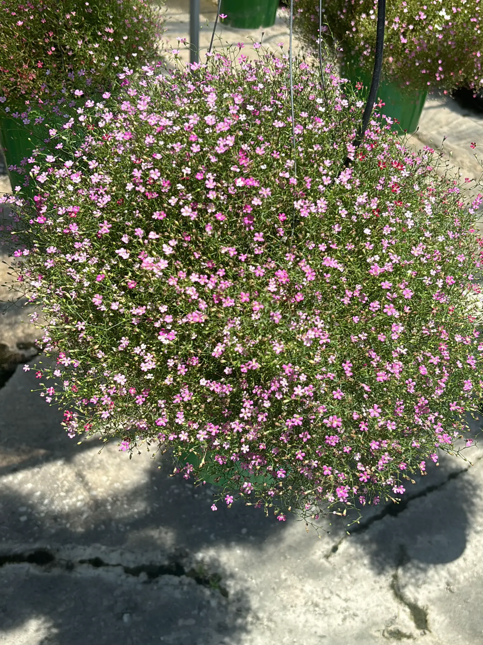 Anyone looking for a beautiful sunny wood # sun-resistant # rain-resistant Gypso tree. Freckles ...