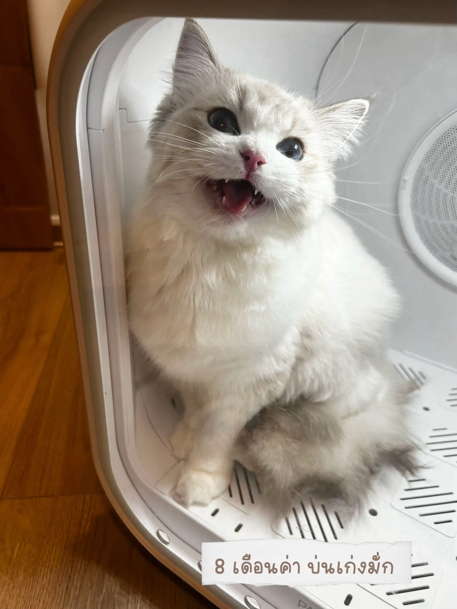 รีวิวลูกสาว ragdoll ตัวจิ๋ว🤏🏻🐱ครบ 1 ขวบแล้วค่า🎉 | แกลเลอรีที่โพสต์โดย K anrio ♡ | Lemon8