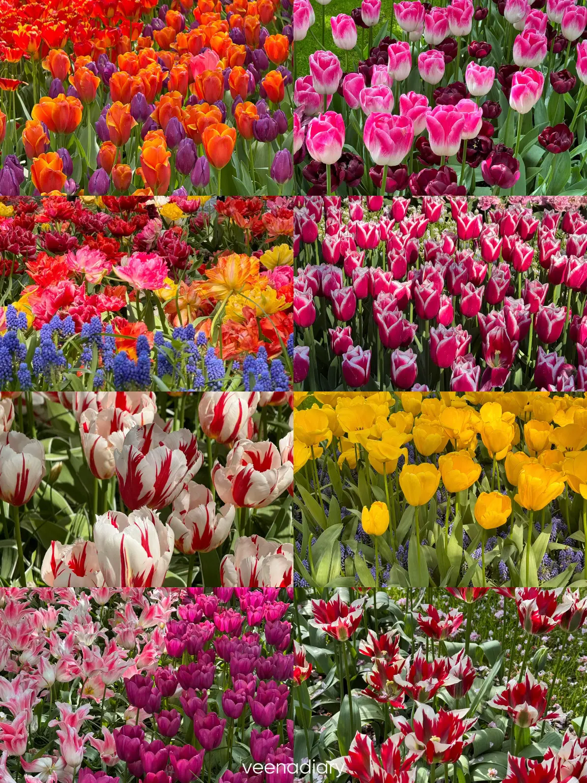 Amsterdam 🌷 สวนทิวลิปกังหันลม เนเธอร์แลนด์ Keukenhof | แกลเลอรีที่โพสต์โดย veenadiary | Lemon8