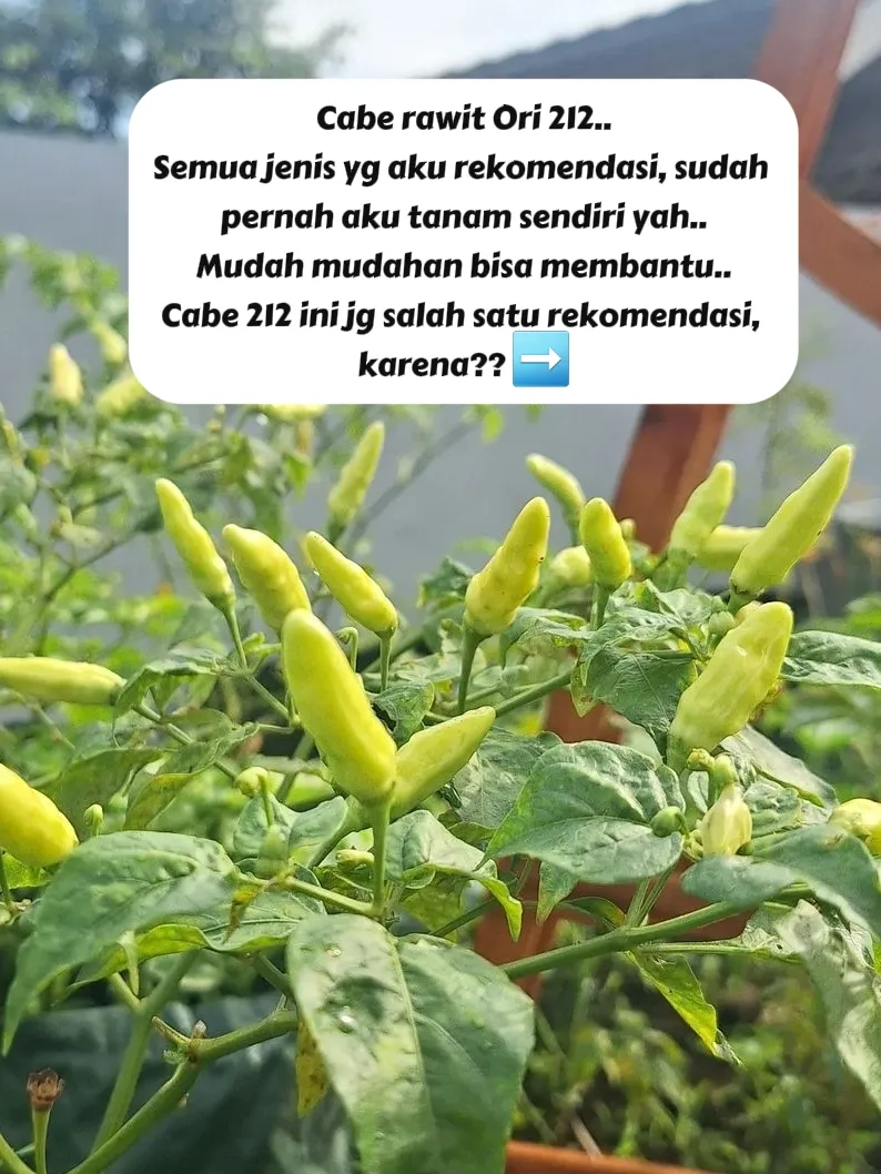 JANGAN SALAH PILIH JENIS CABE untuk Ditanam 🥰 | Galeri diposting oleh ...