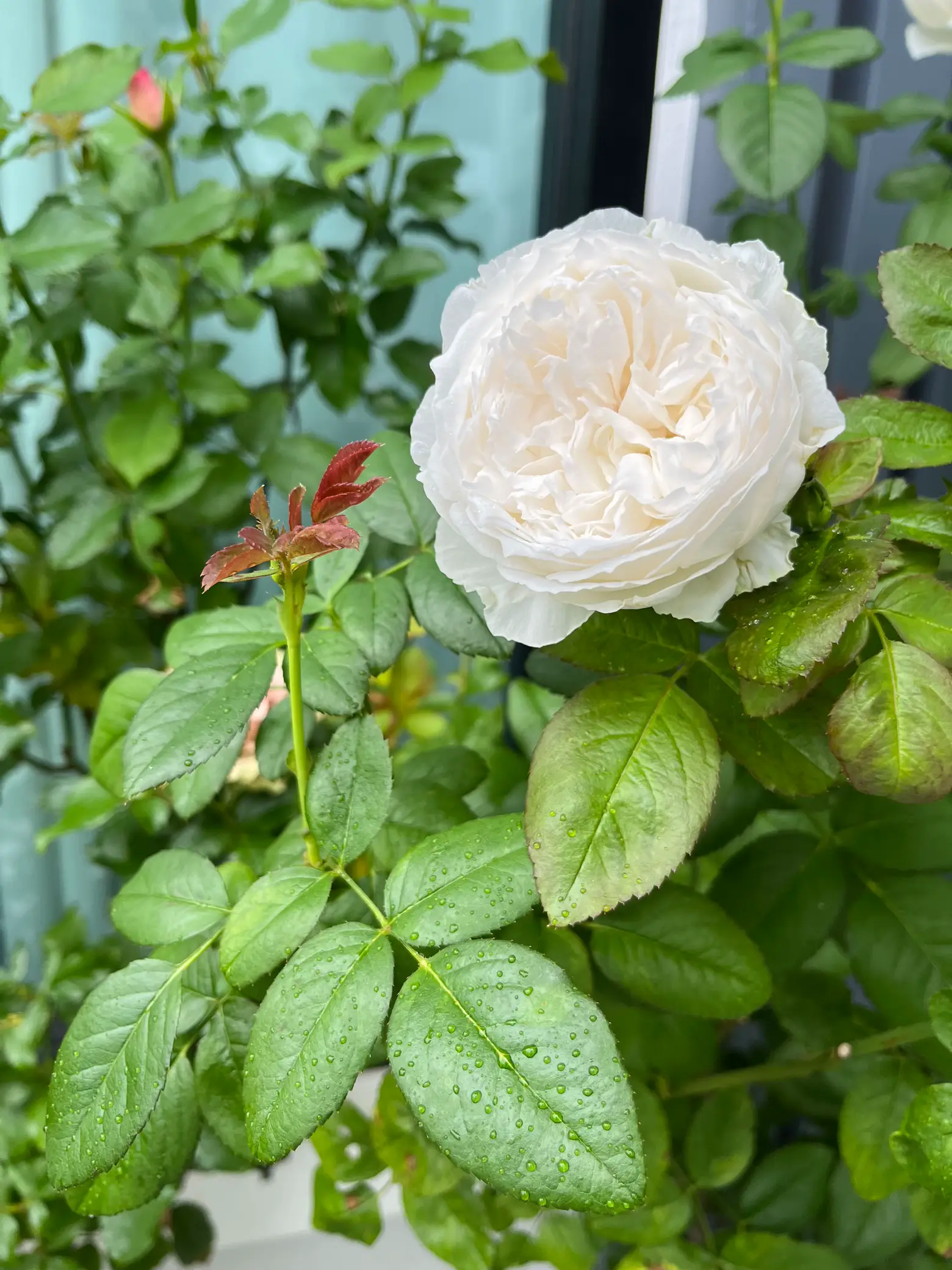 20 ไอเดียยอดนิยมเกี่ยวกับ กุกลาบขาว ในปี 2024