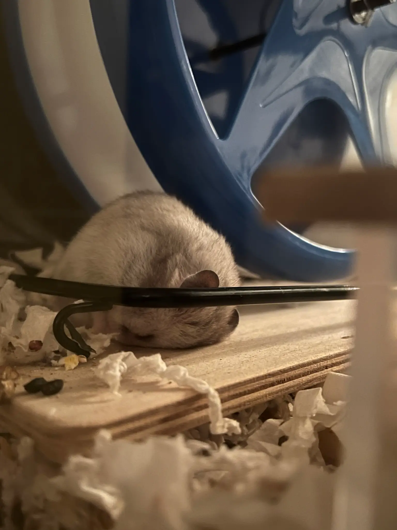 I wasn’t going to get her, but… (pt 1!) | แกลเลอรีที่โพสต์โดย Ria | Lemon8